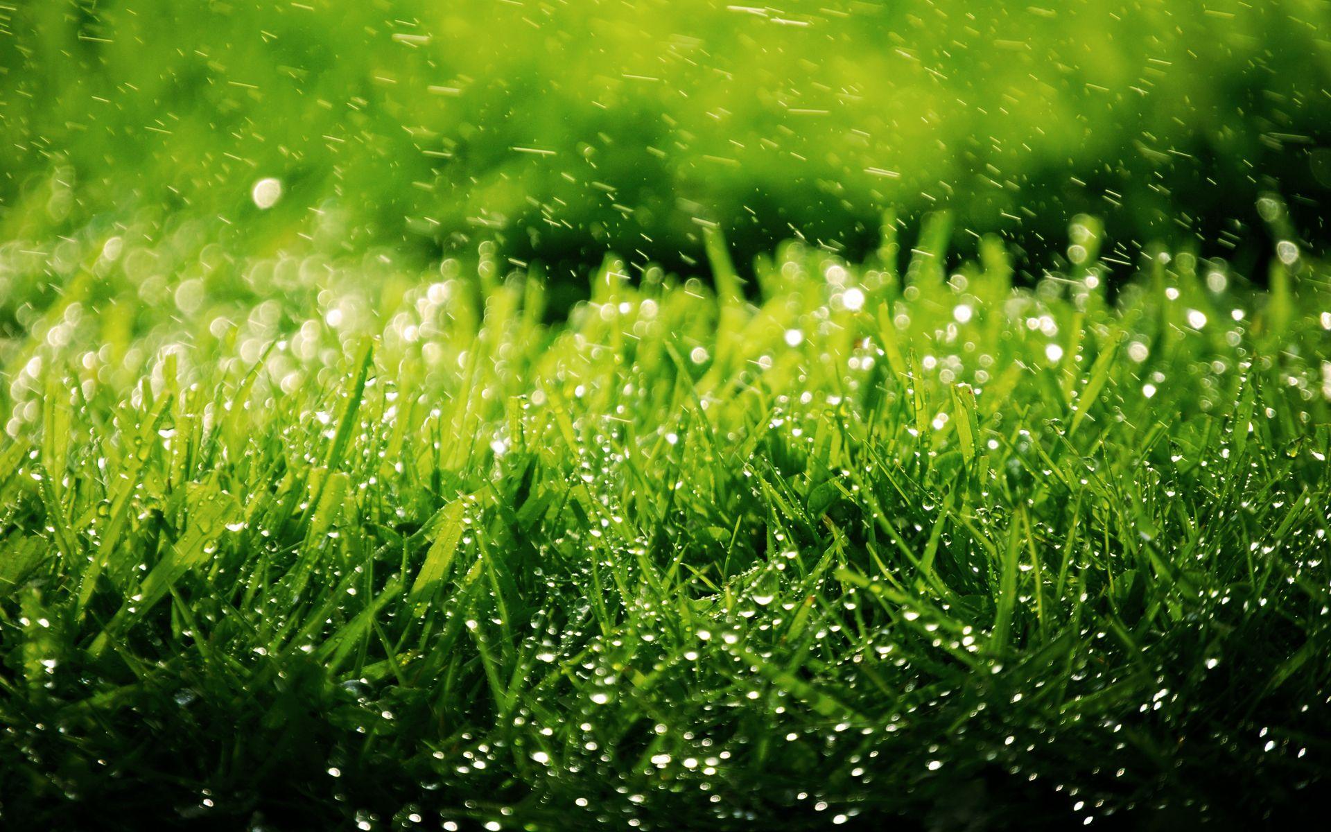 Grass Desktop Wallpapers - Top Free Grass Desktop Backgrounds ...