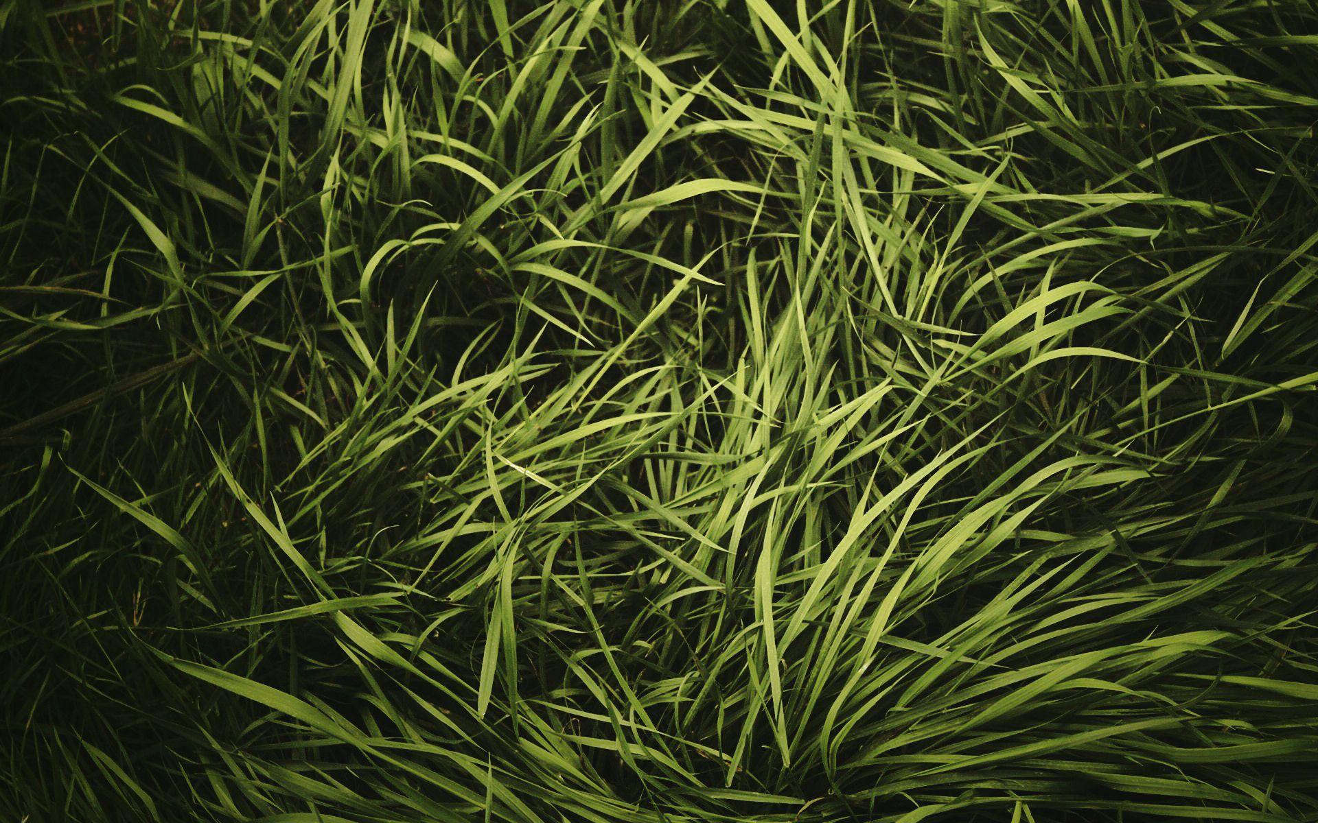 Grass Desktop Wallpapers - Top Free Grass Desktop Backgrounds ...