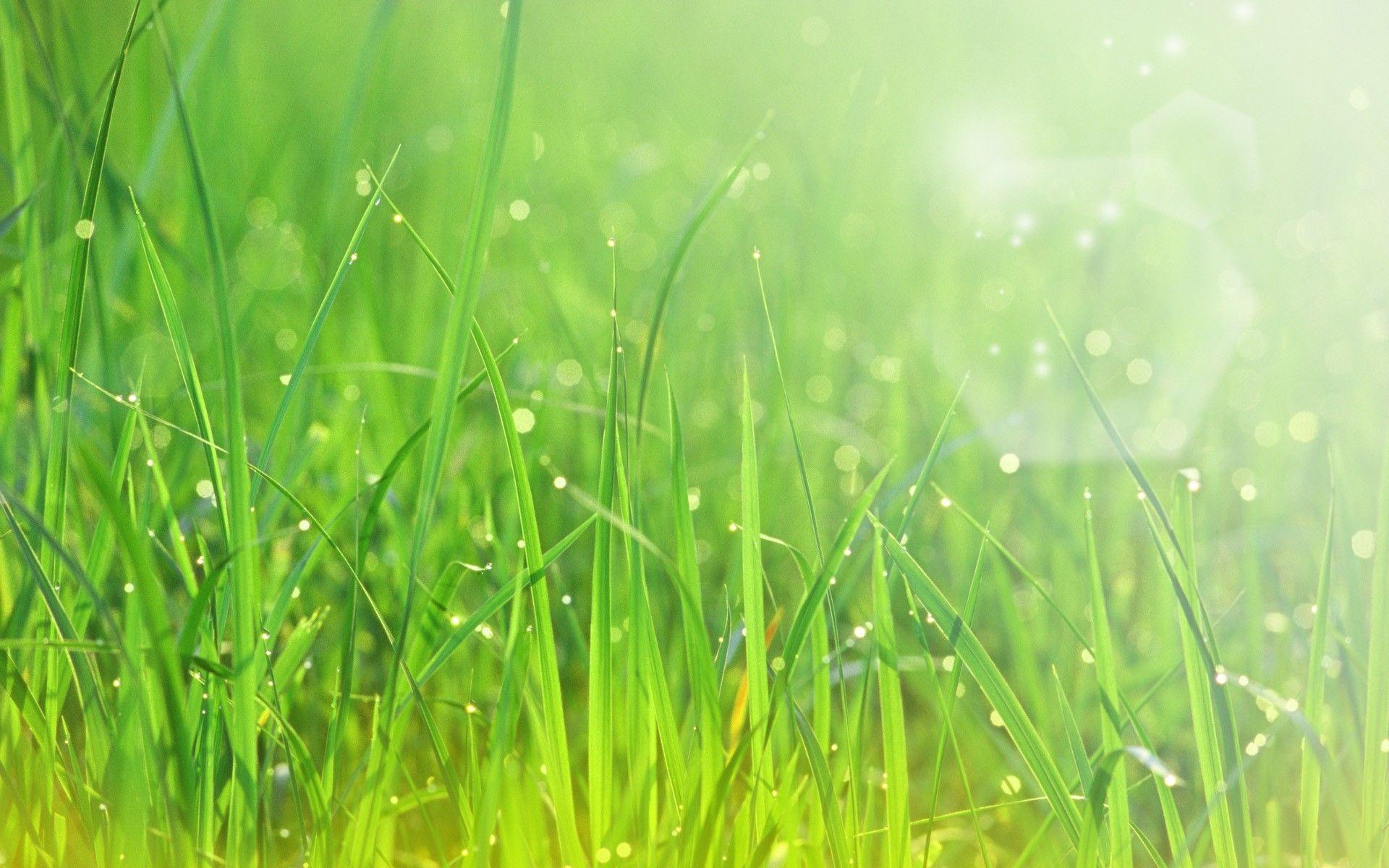 Grass Desktop Wallpapers - Top Free Grass Desktop Backgrounds ...