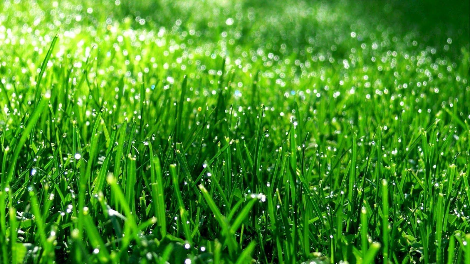 Grass Desktop Wallpapers - Top Free Grass Desktop Backgrounds ...
