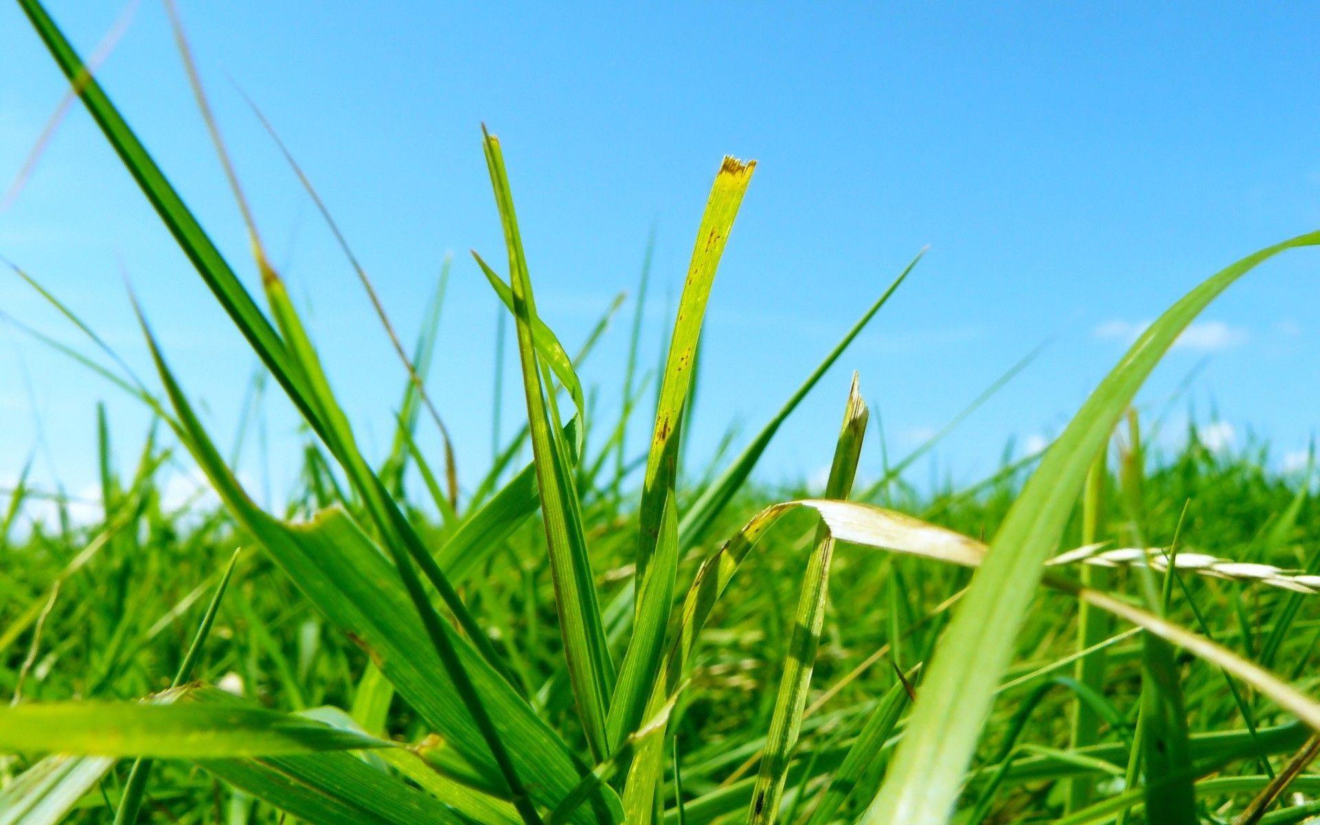 Grass Desktop Wallpapers - Top Free Grass Desktop Backgrounds ...