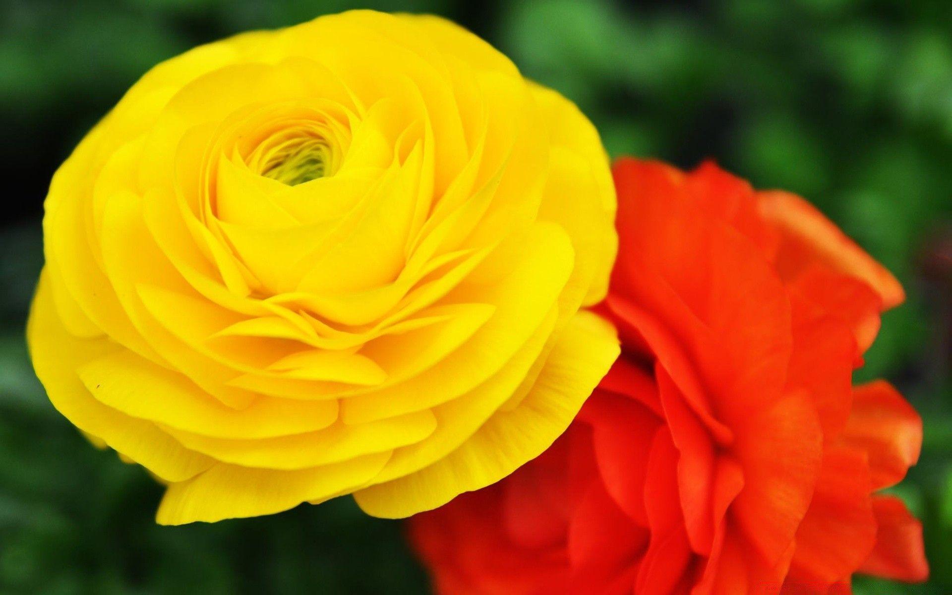 Bright Flowers Wallpapers - Top Free Bright Flowers Backgrounds ...