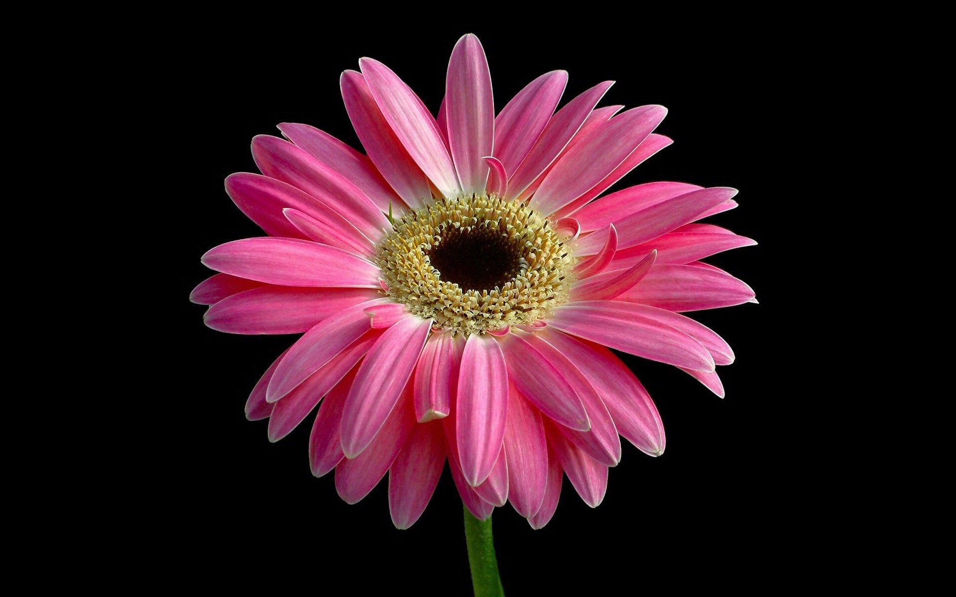 Bright Flowers Wallpapers - Top Free Bright Flowers Backgrounds ... Bright Flowers Wallpapers - Top Free Bright Flowers Backgrounds ...