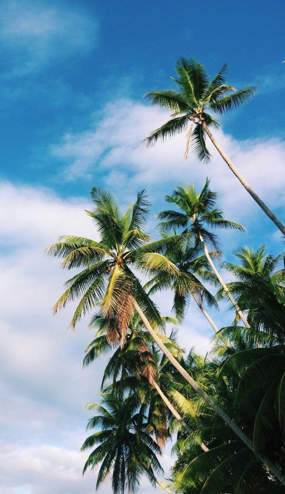 iPhone Trees Wallpapers - Top Free iPhone Trees Backgrounds ...