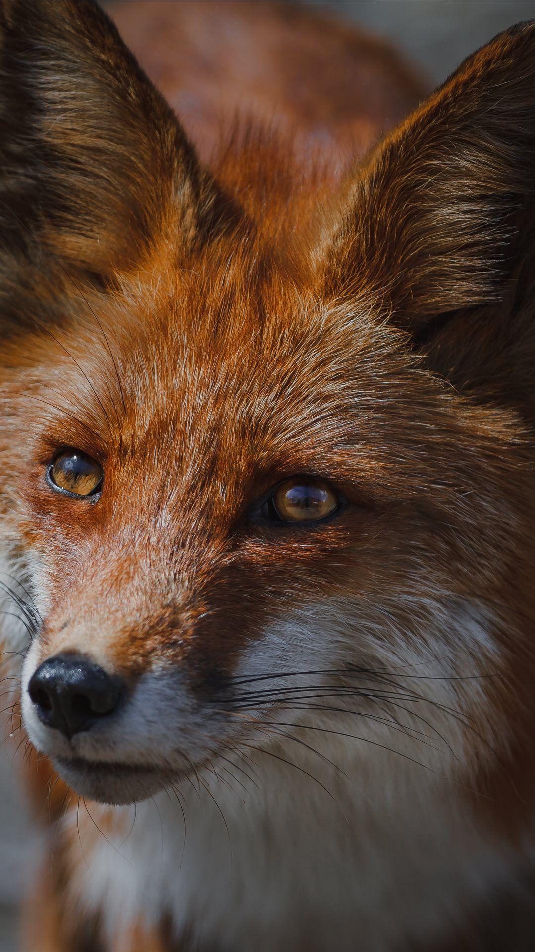 Fall Fox Wallpapers - Top Free Fall Fox Backgrounds - WallpaperAccess