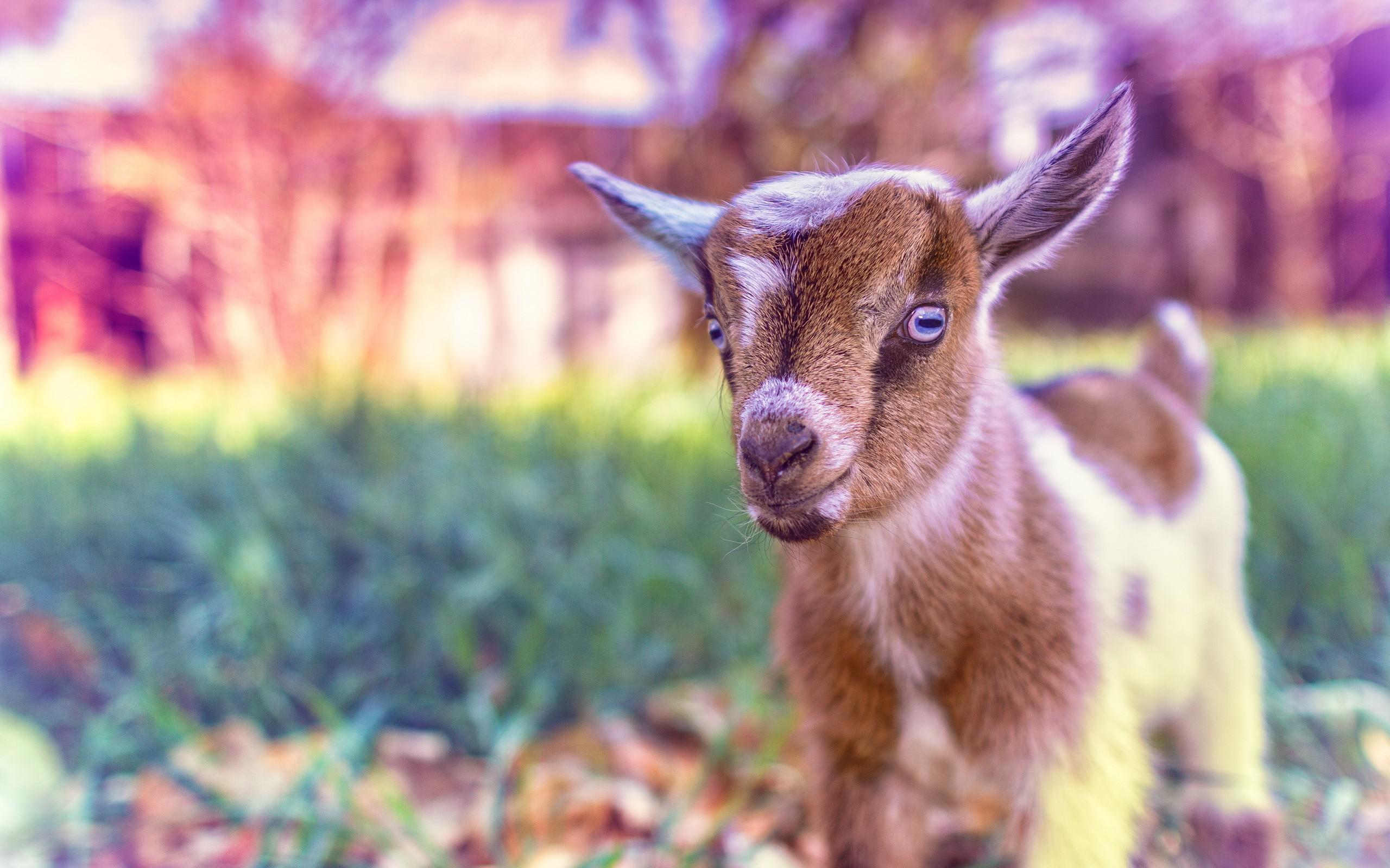 Cute Goat Wallpapers - Top Free Cute Goat Backgrounds - WallpaperAccess