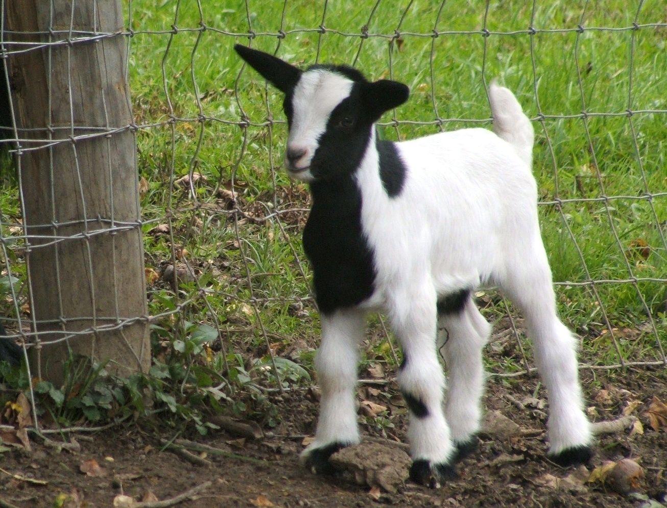 Cute Goat Wallpapers - Top Free Cute Goat Backgrounds - WallpaperAccess