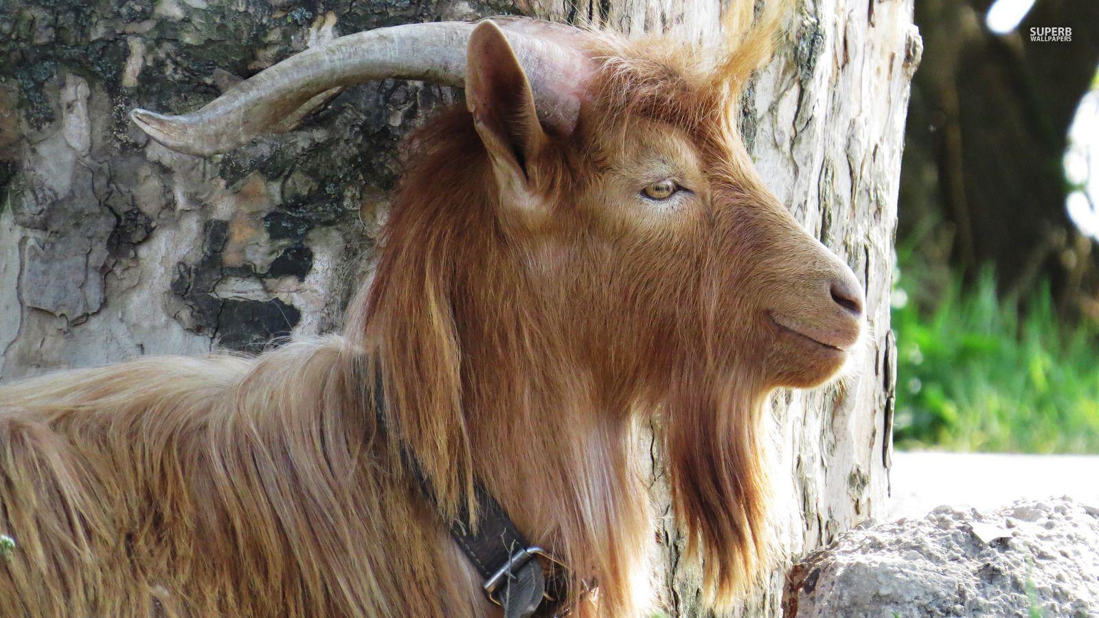 Cute Goat Wallpapers - Top Free Cute Goat Backgrounds - WallpaperAccess