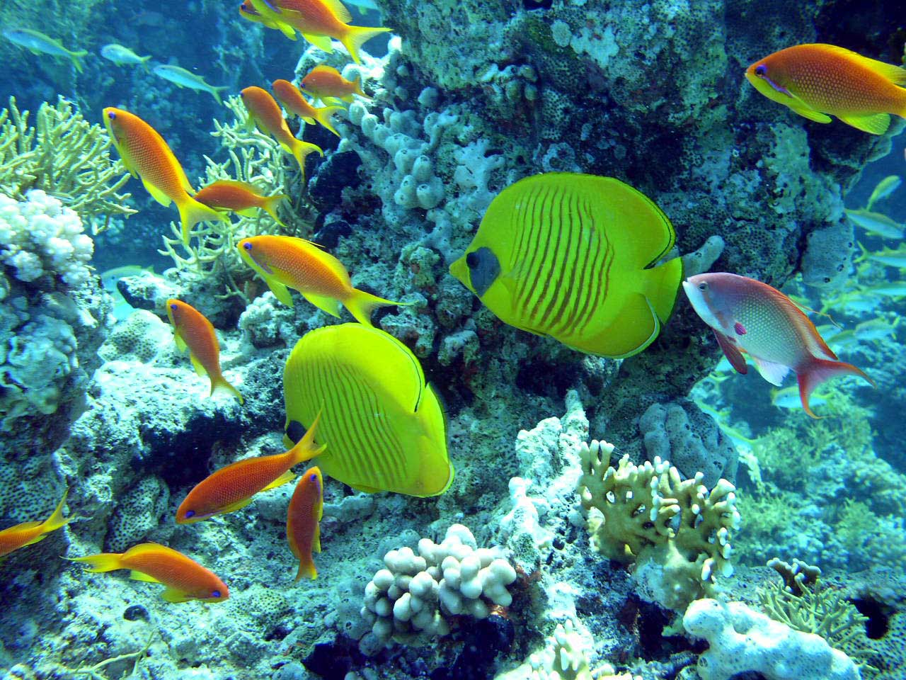 Sharm El Sheikh Wallpapers - Top Free Sharm El Sheikh Backgrounds ...