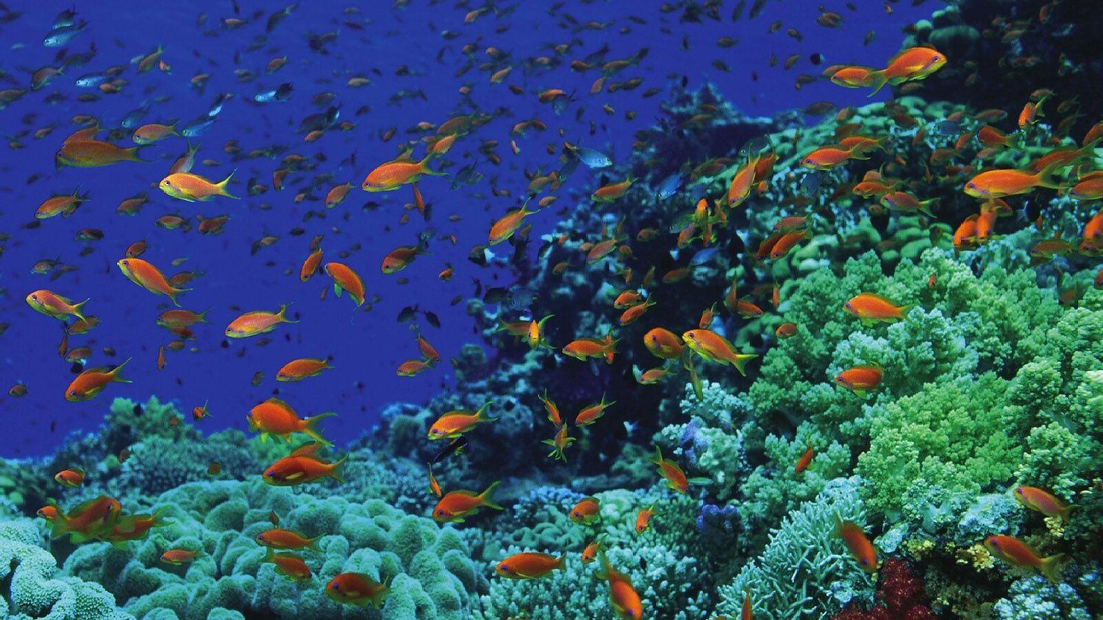 Sharm El Sheikh Wallpapers - Top Free Sharm El Sheikh Backgrounds ...