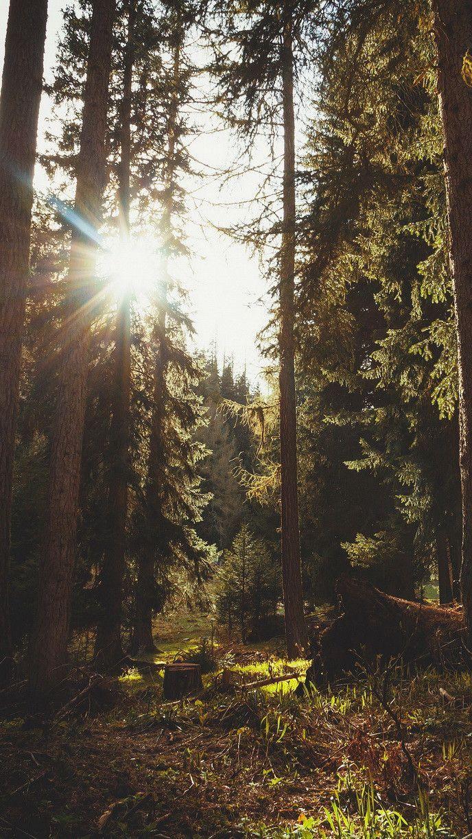 Forest Phone Wallpapers - Top Free Forest Phone Backgrounds ...
