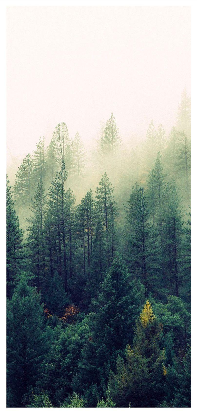 Forest Phone Wallpapers - Top Free Forest Phone Backgrounds ...