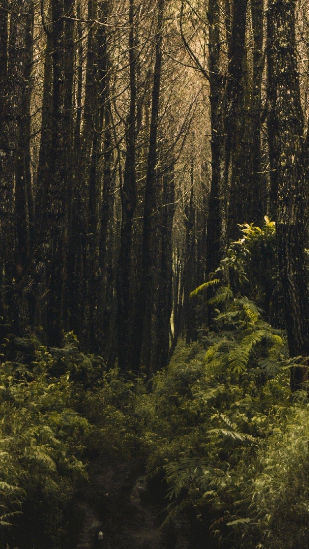 Forest Phone Wallpapers - Top Free Forest Phone Backgrounds ...