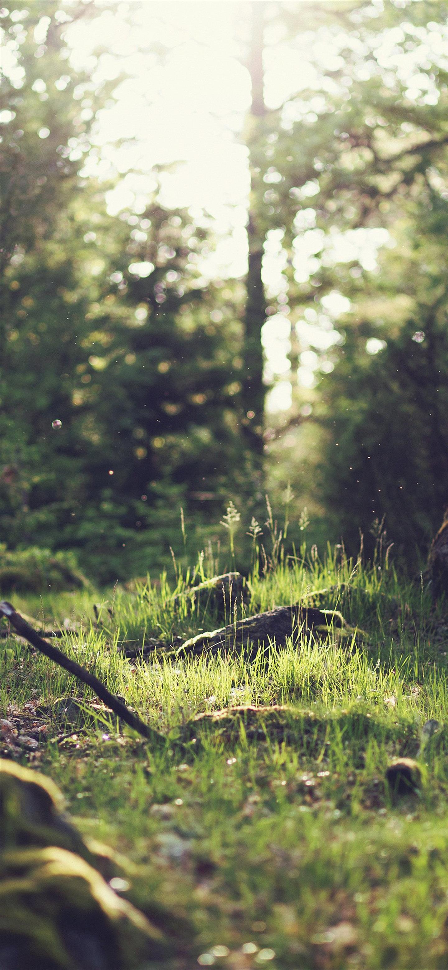 Forest Phone Wallpapers - Top Free Forest Phone Backgrounds ...