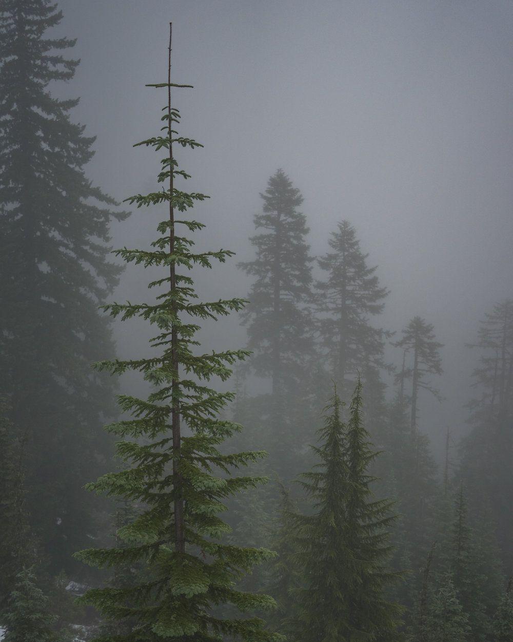 Oregon Forest Wallpapers - Top Free Oregon Forest Backgrounds ...