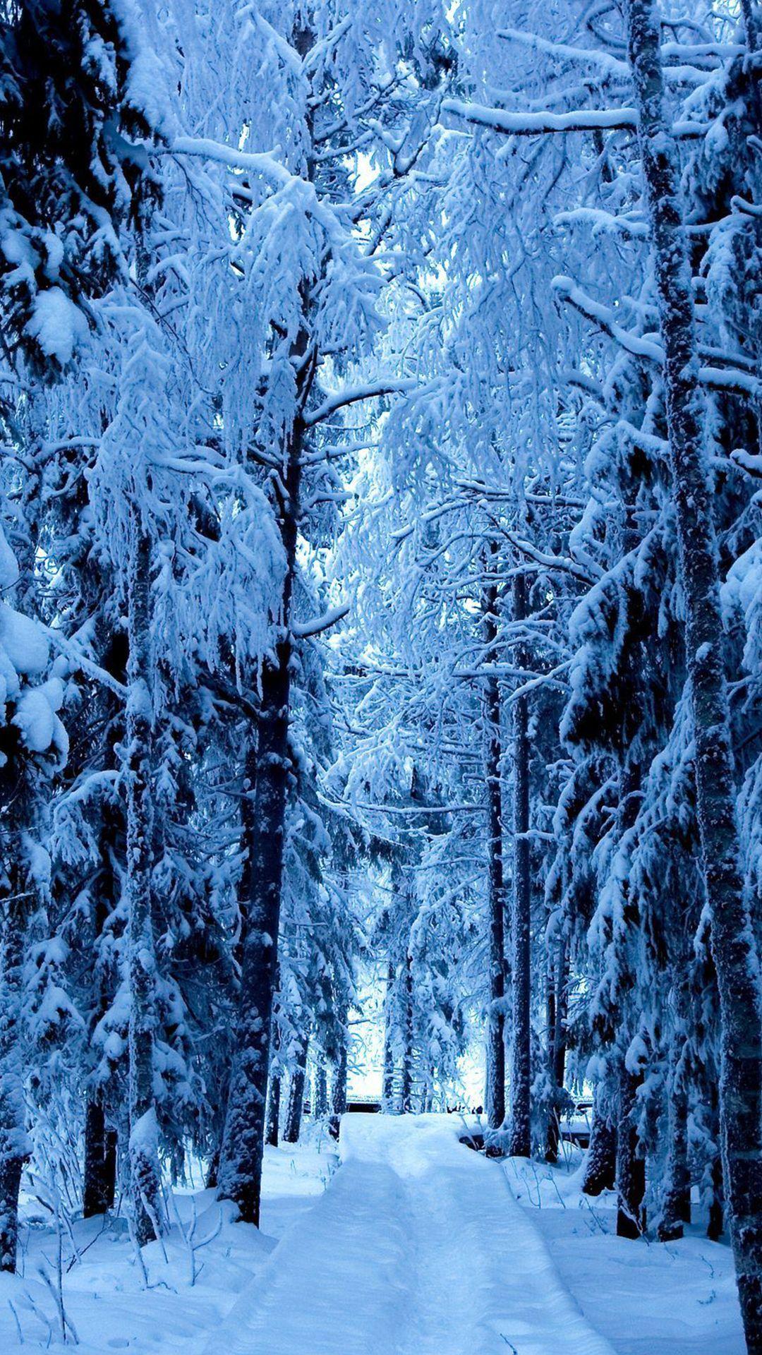 Forest Phone Wallpapers - Top Free Forest Phone Backgrounds ...