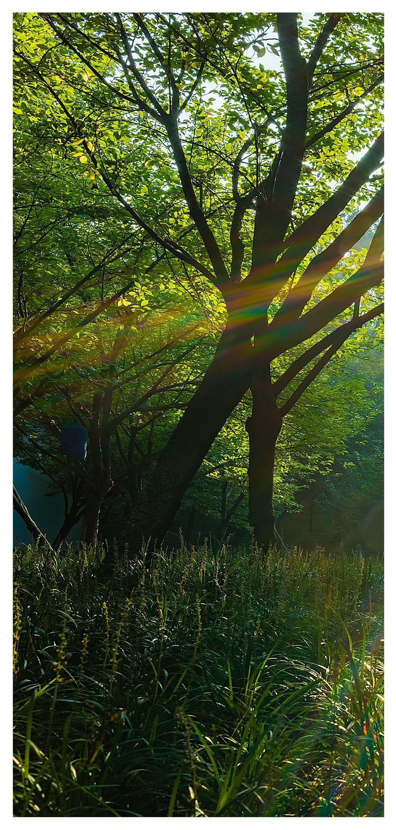 Forest Phone Wallpapers - Top Free Forest Phone Backgrounds ...