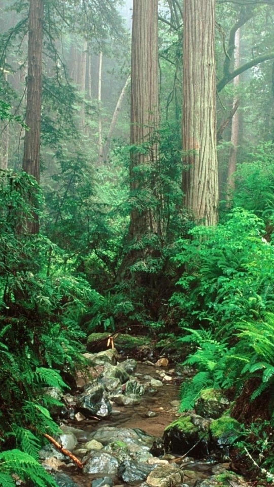 Jungle Phone Wallpapers - Top Free Jungle Phone Backgrounds ...