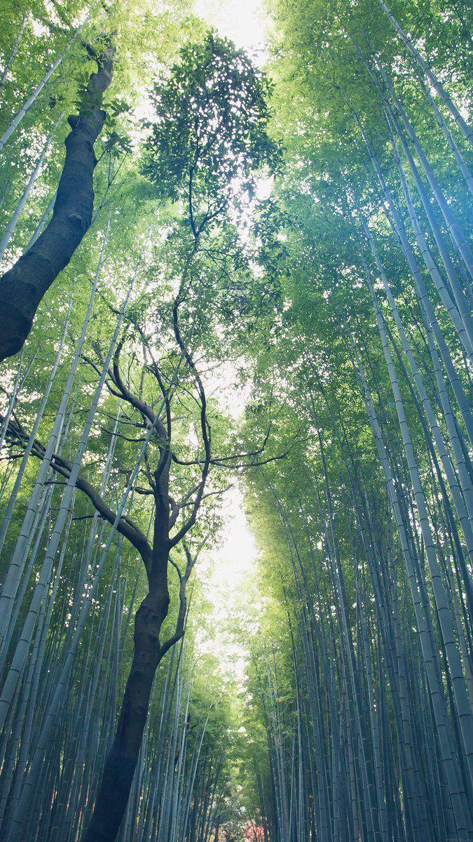 Forest Phone Wallpapers - Top Free Forest Phone Backgrounds ...