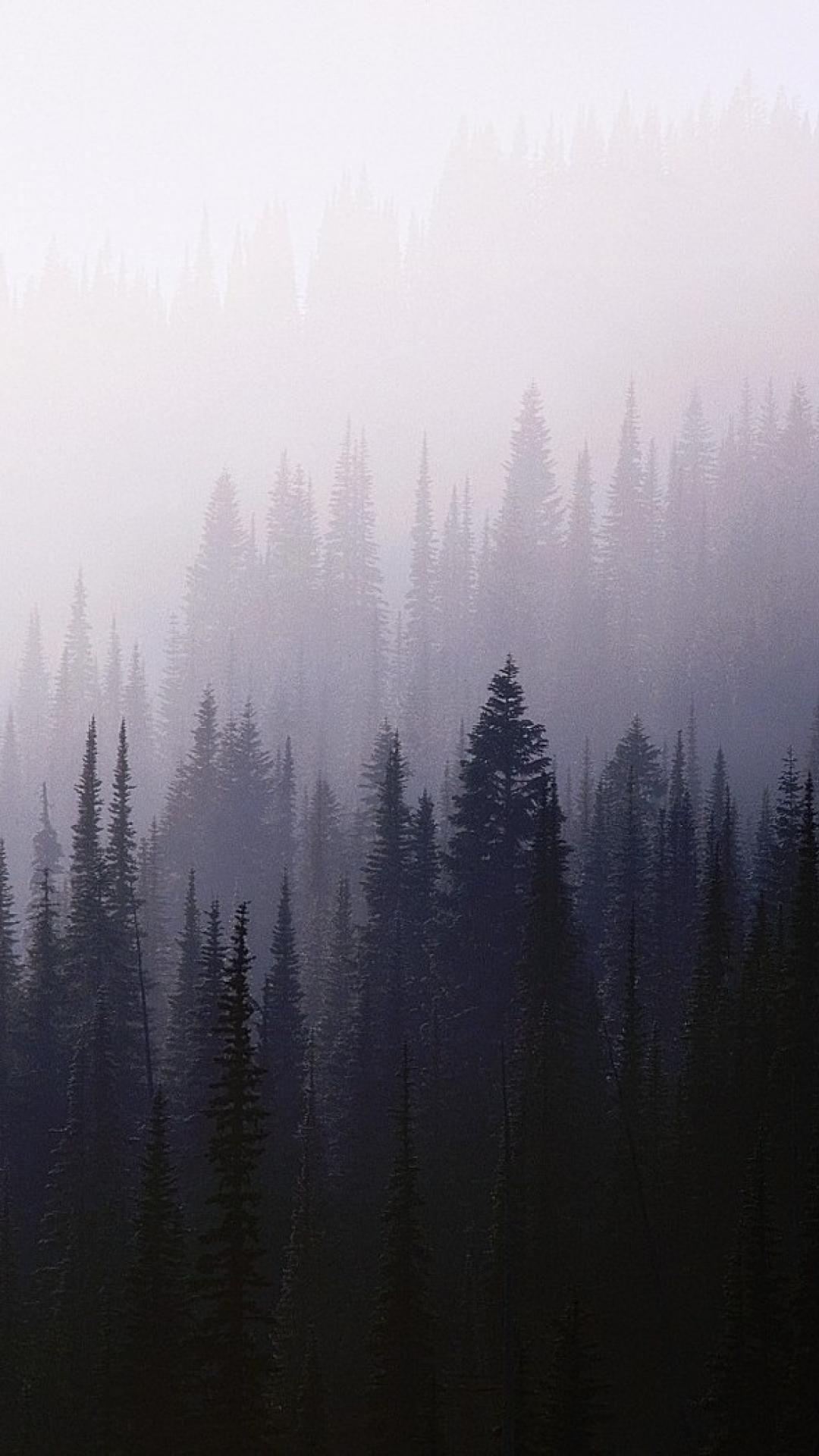 Forest Phone Wallpapers - Top Free Forest Phone Backgrounds ...