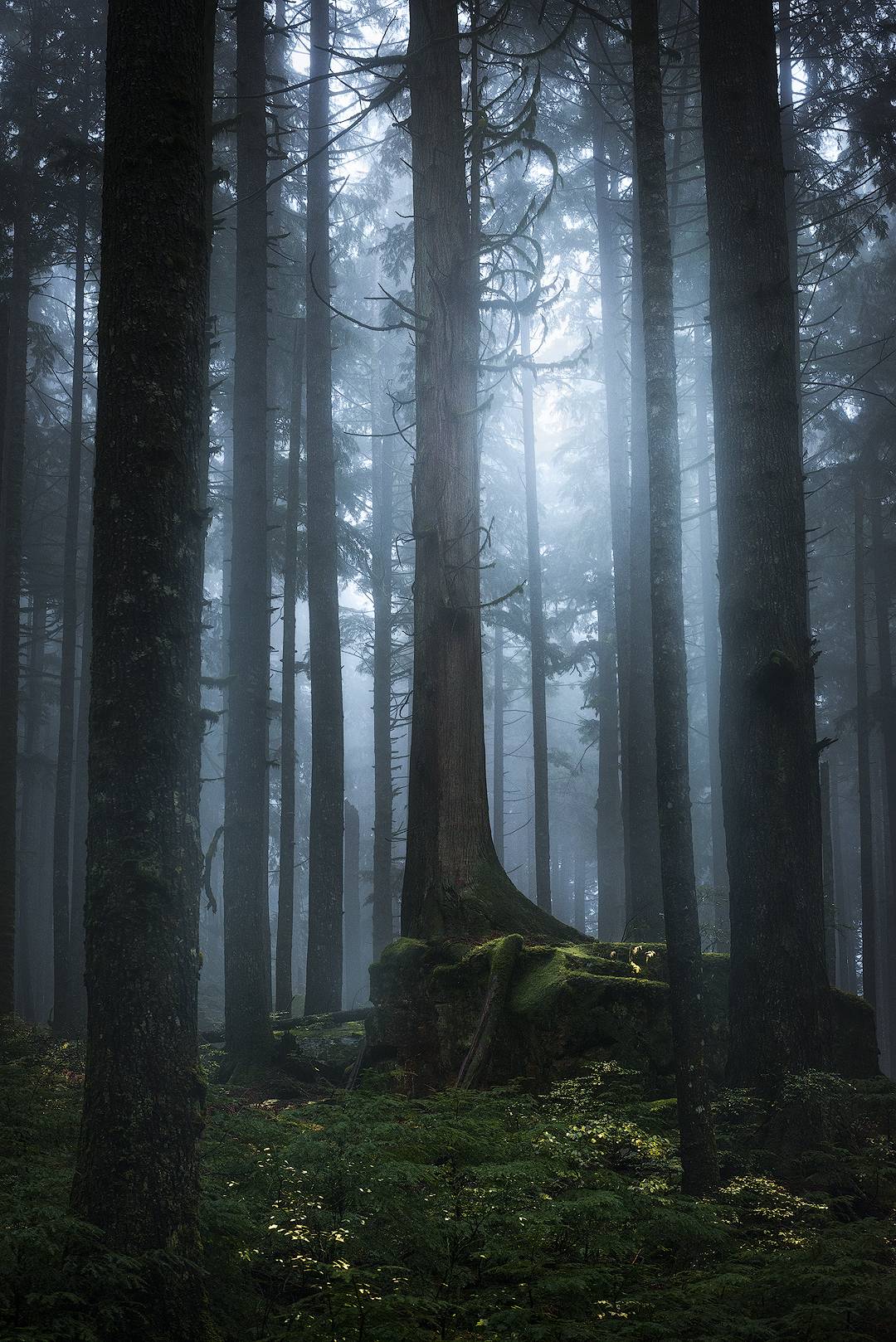 Forest Phone Wallpapers - Top Free Forest Phone Backgrounds ...