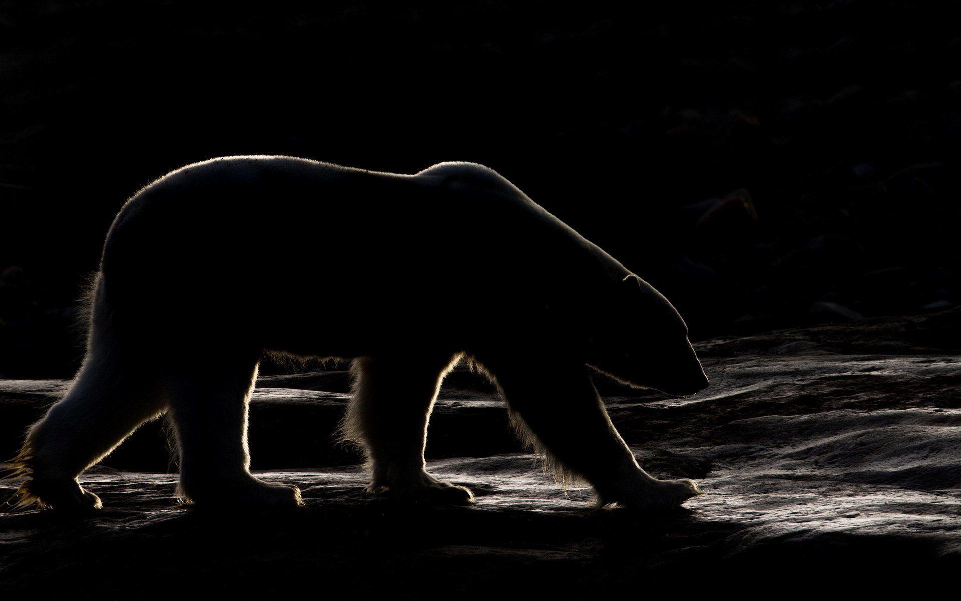 Dark Bear Wallpapers - Top Free Dark Bear Backgrounds - WallpaperAccess