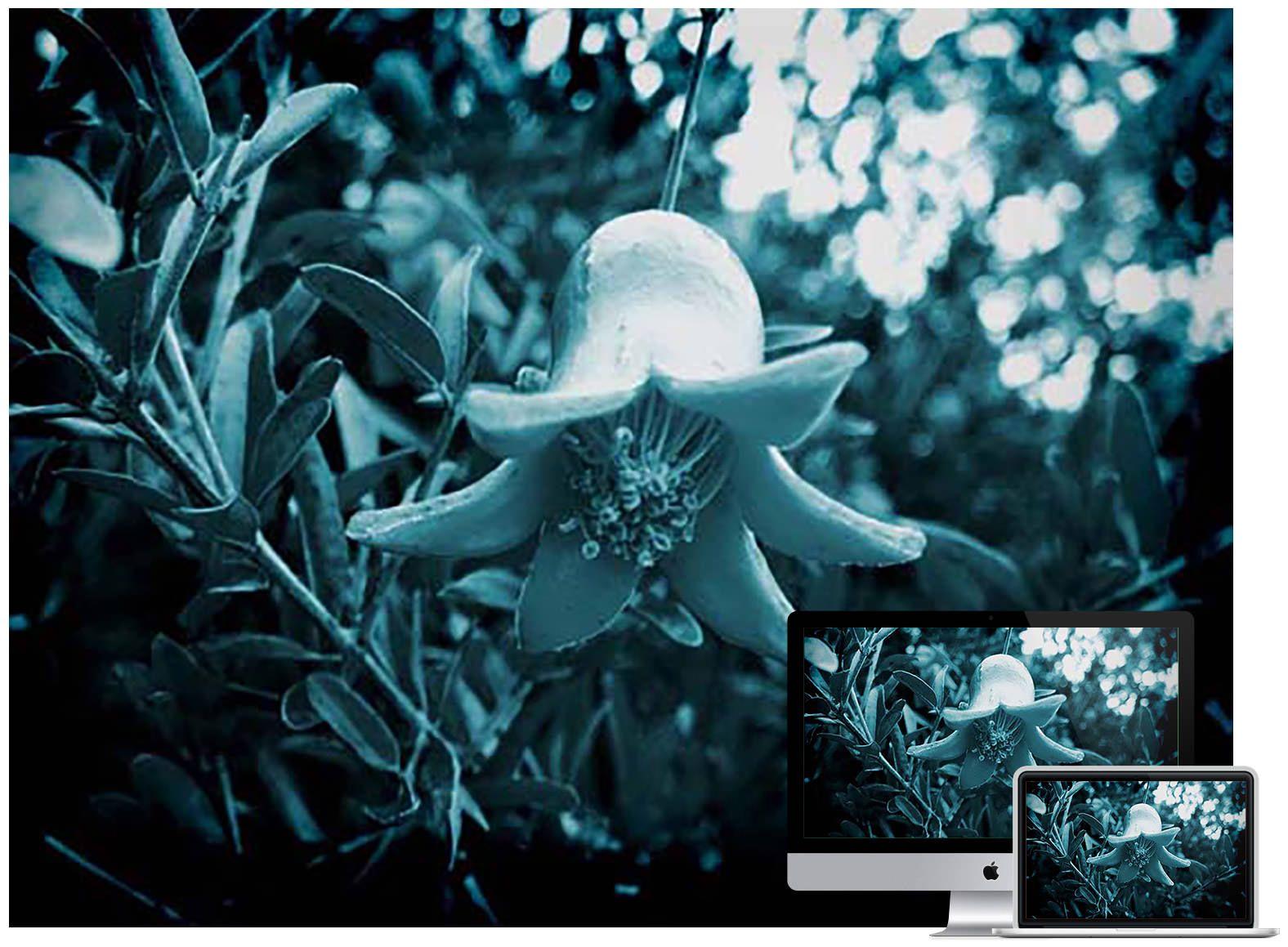 Turquoise Flower Wallpapers - Top Free Turquoise Flower Backgrounds ...