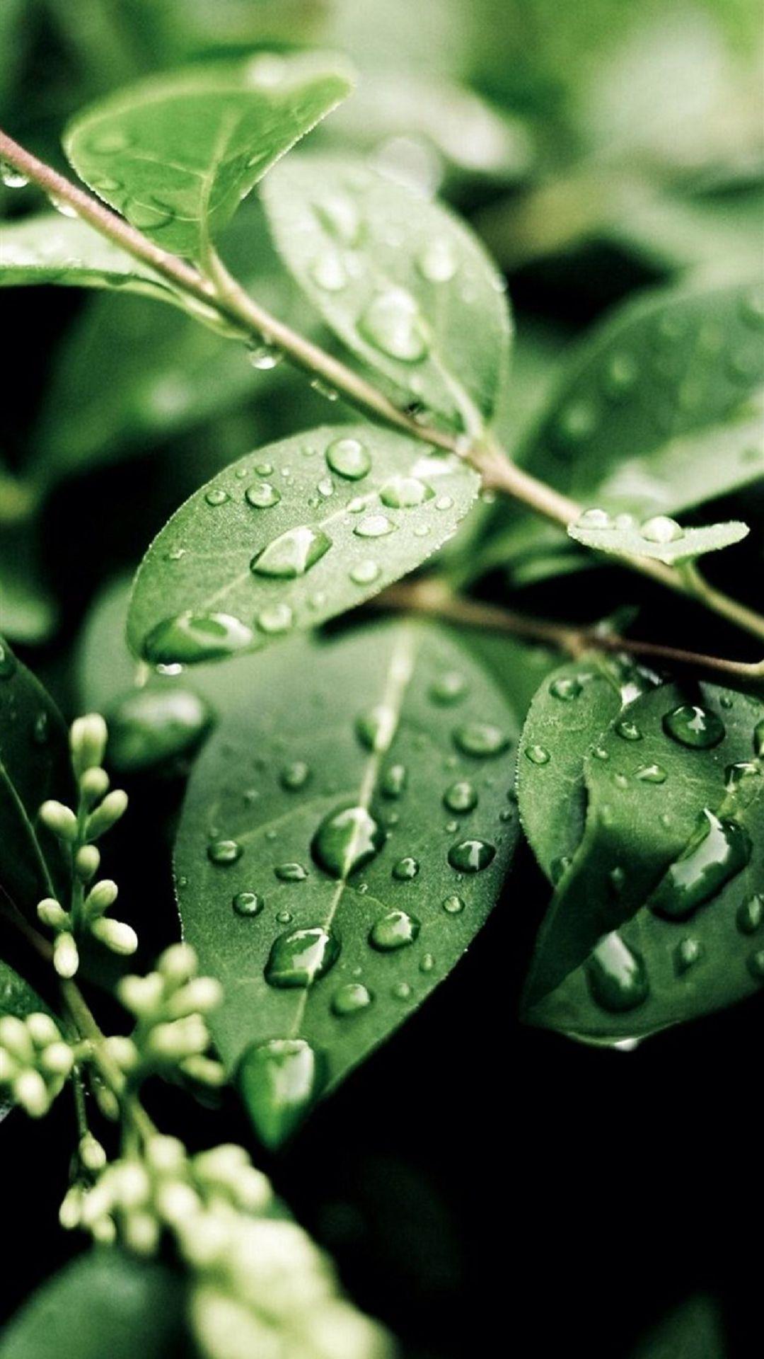 Leaves HD Wallpapers - Top Free Leaves HD Backgrounds - WallpaperAccess