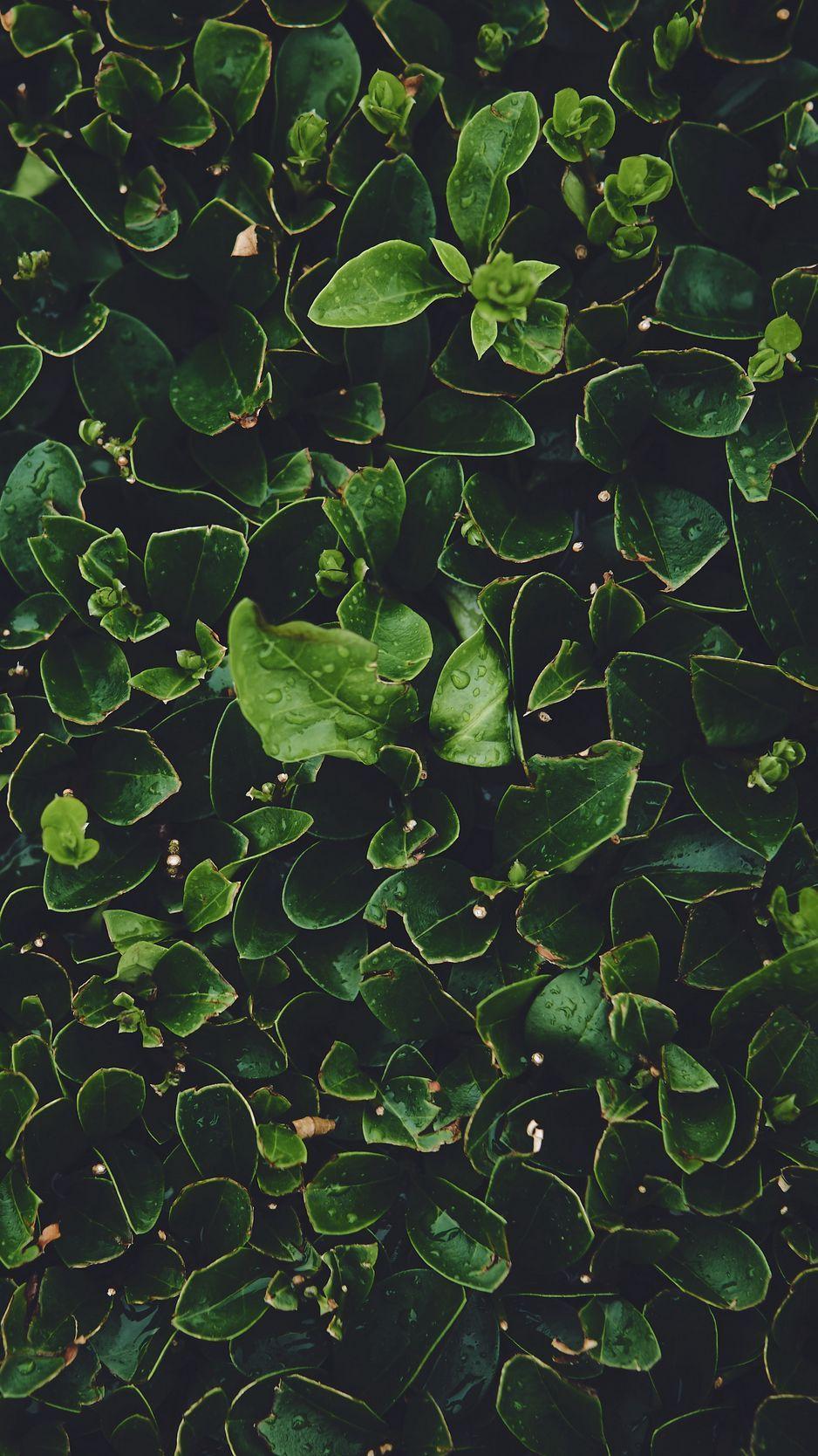 Leaves iPhone HD Wallpapers - Top Free Leaves iPhone HD Backgrounds ...