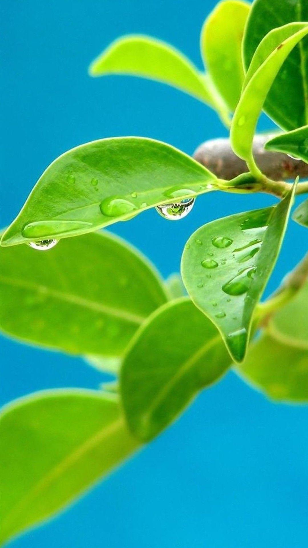 Leaves iPhone HD Wallpapers - Top Free Leaves iPhone HD Backgrounds ...