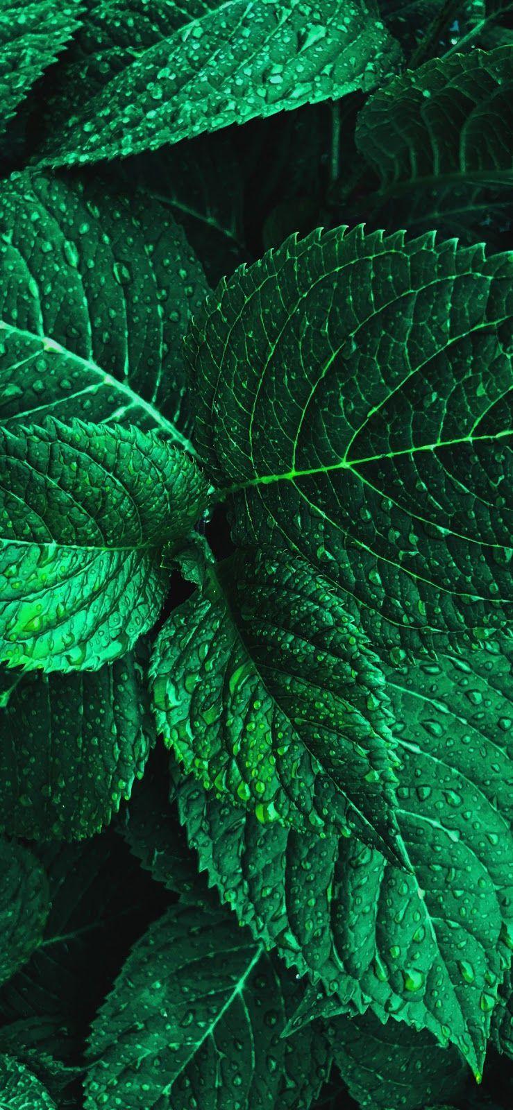 Leaves iPhone HD Wallpapers - Top Free Leaves iPhone HD Backgrounds ...