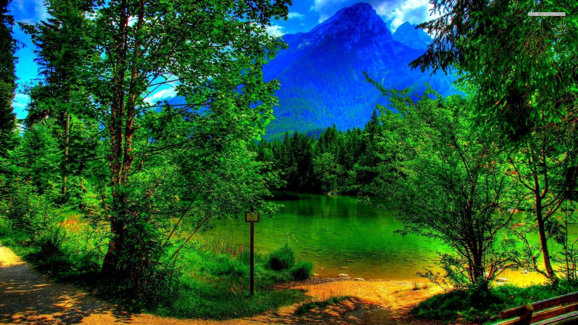Clear Forest Wallpapers - Top Free Clear Forest Backgrounds ...