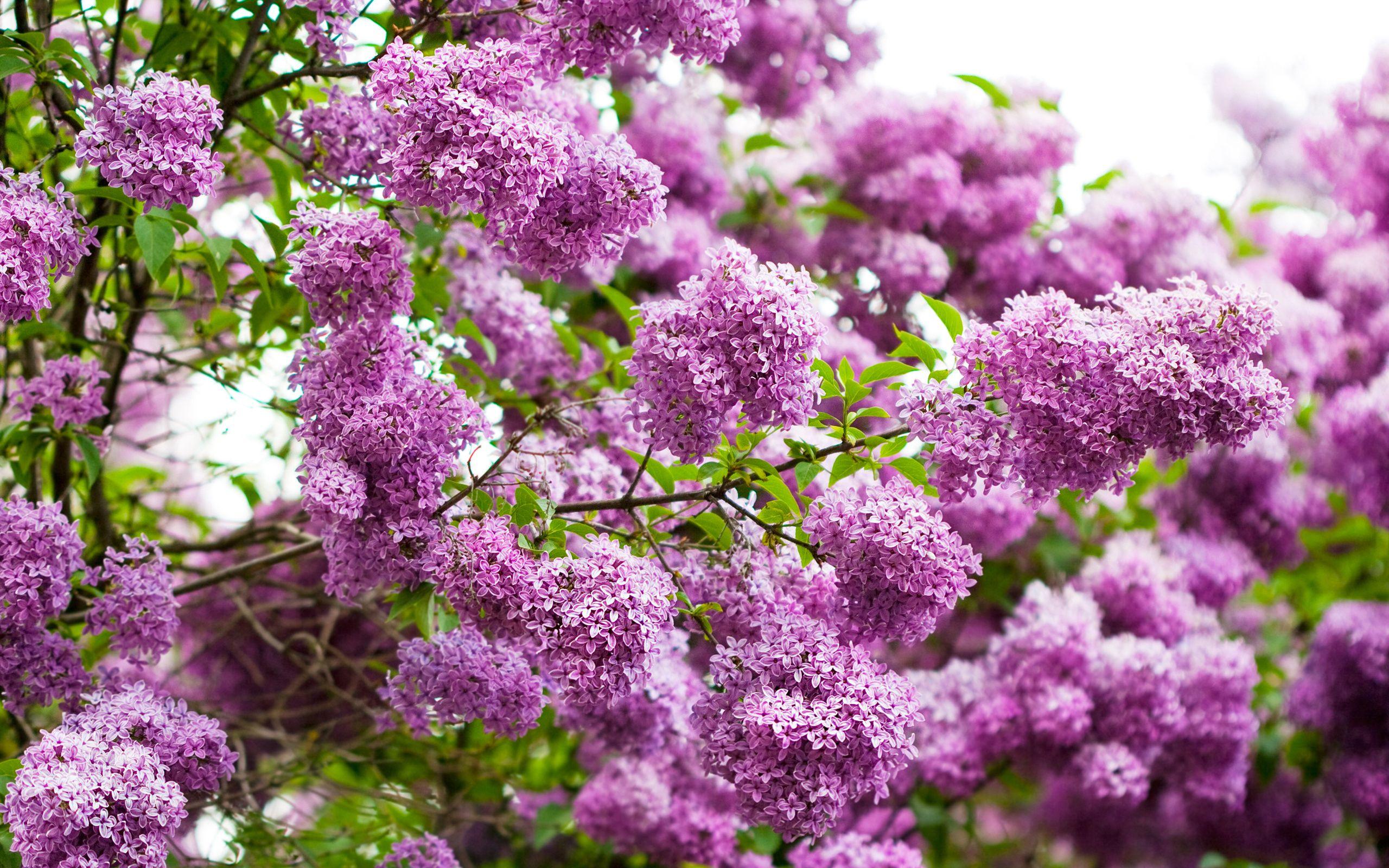Lilac Desktop Wallpapers - Top Free Lilac Desktop Backgrounds ...