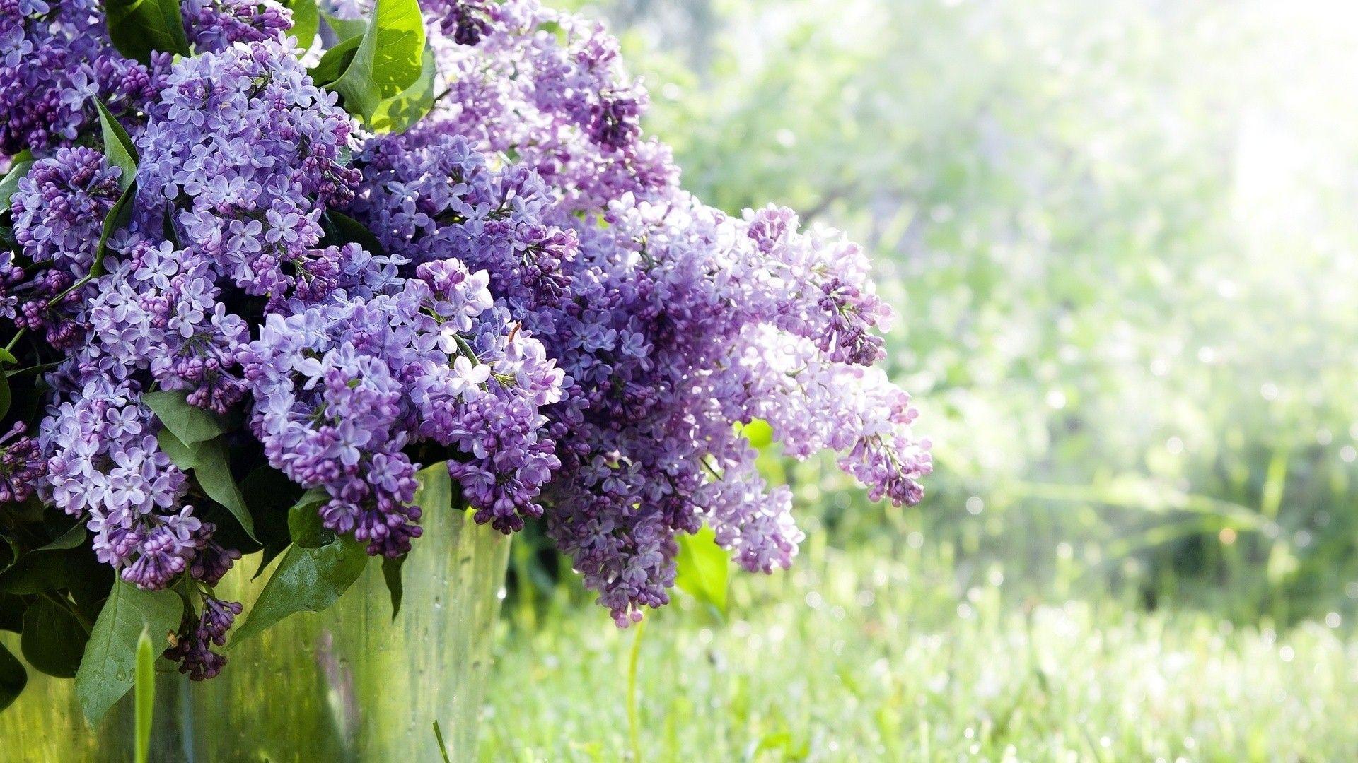 Lilac Desktop Wallpapers - Top Free Lilac Desktop Backgrounds ...