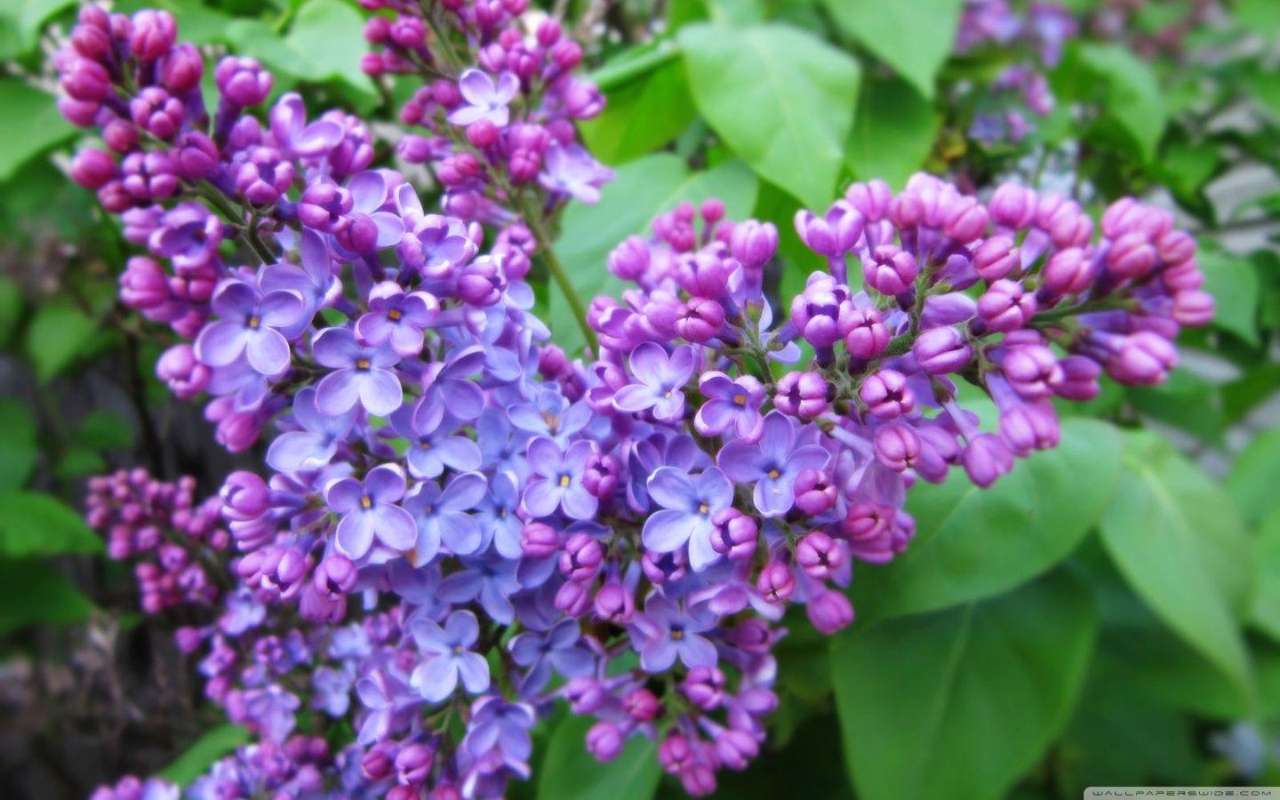 Lilac Desktop Wallpapers - Top Free Lilac Desktop Backgrounds ...