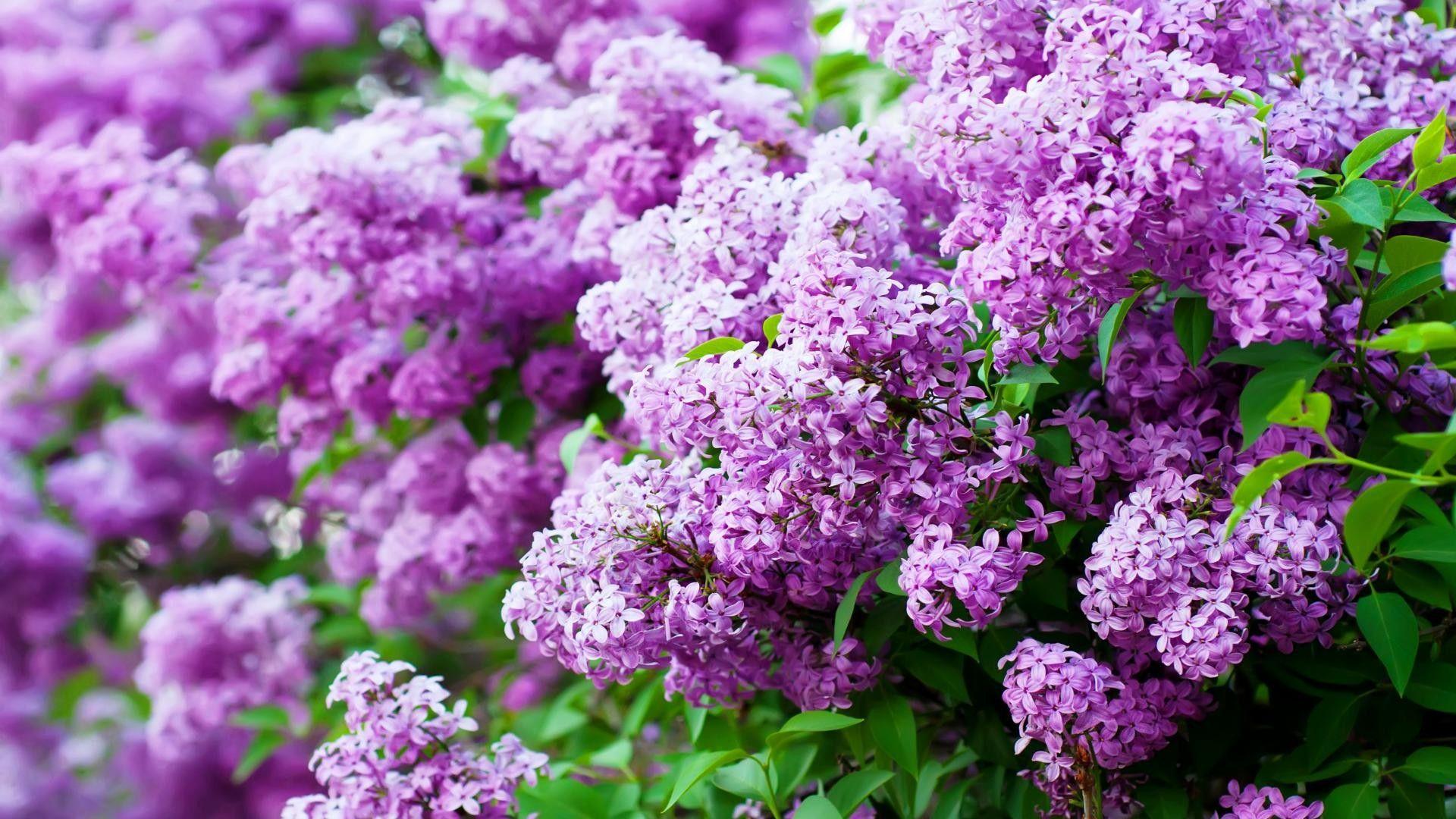 Lilac Desktop Wallpapers - Top Free Lilac Desktop Backgrounds ...