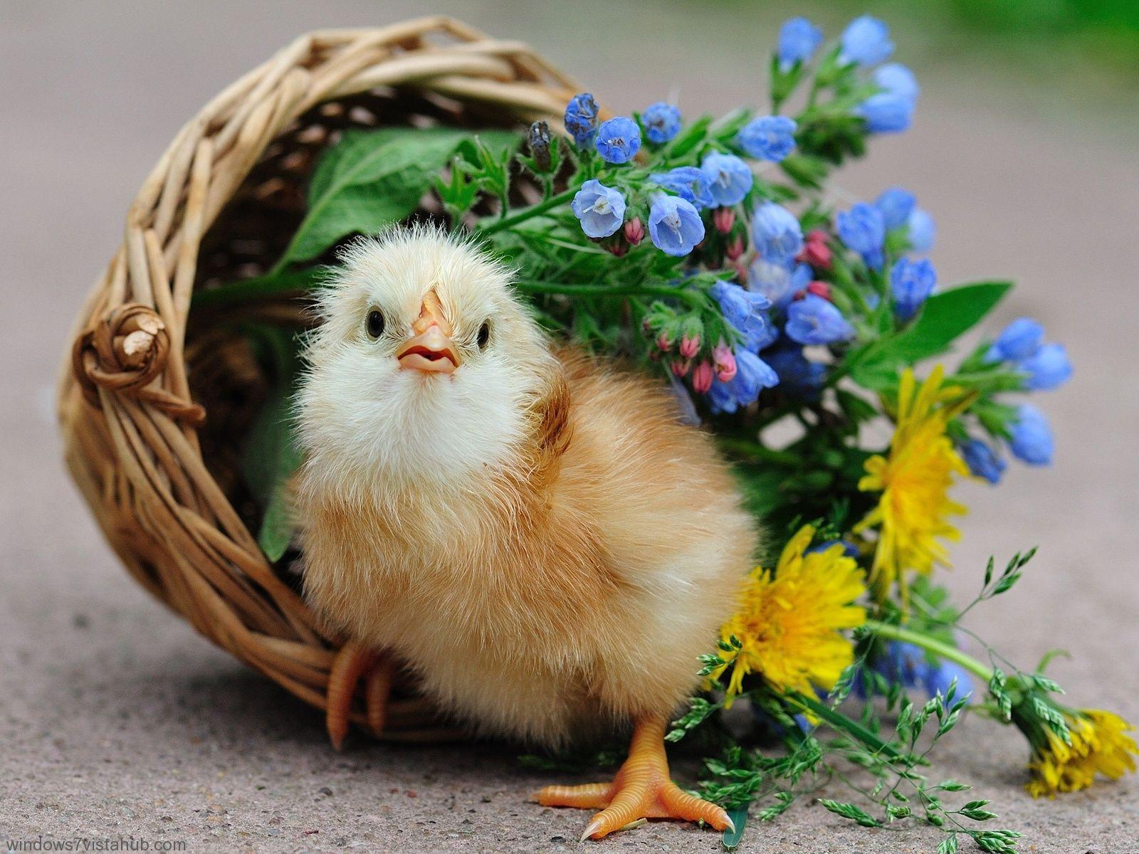 Beautiful Animals Wallpapers - Top Free Beautiful Animals Backgrounds ...