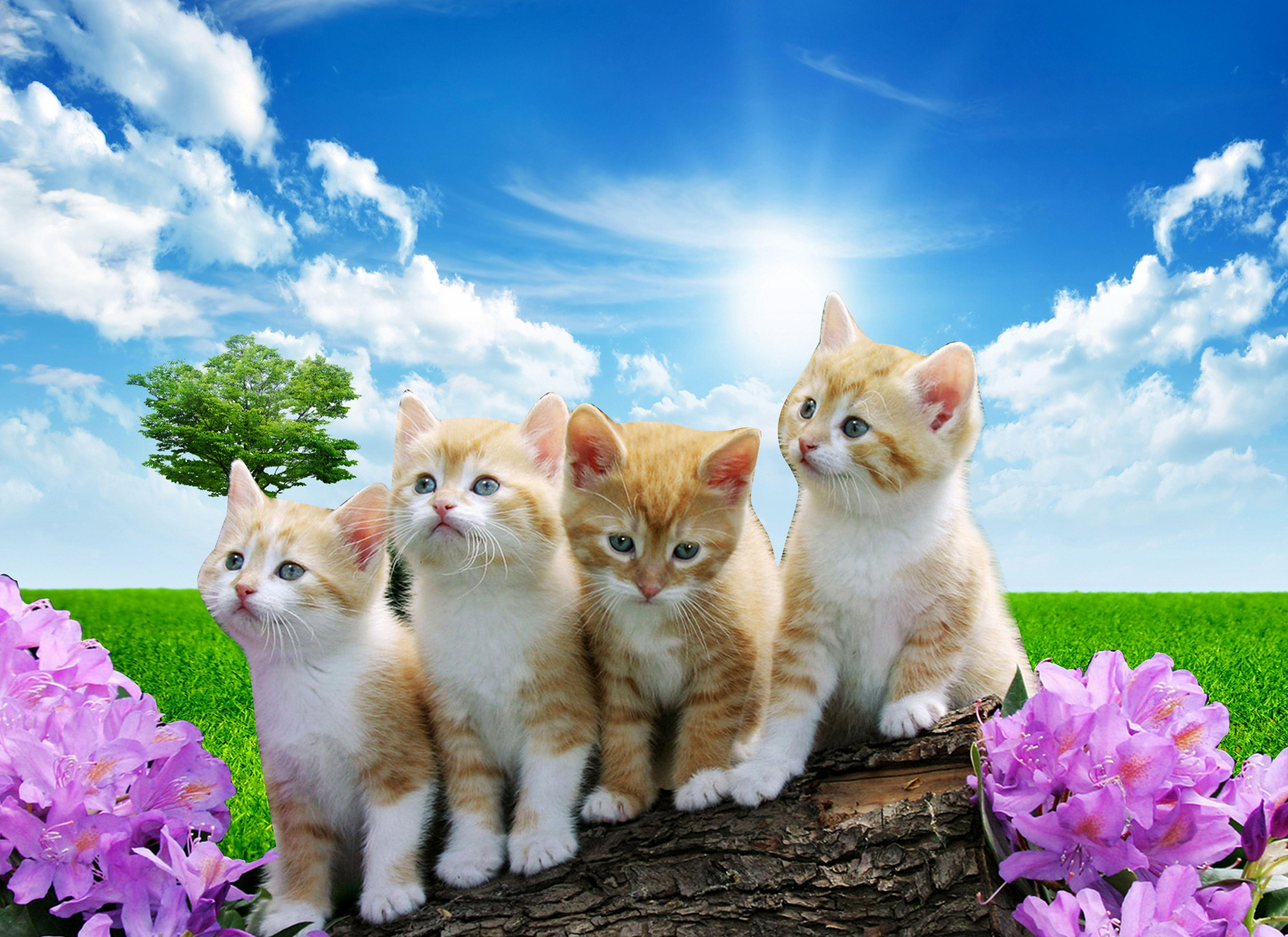 Beautiful Animals Wallpapers - Top Free Beautiful Animals Backgrounds ...