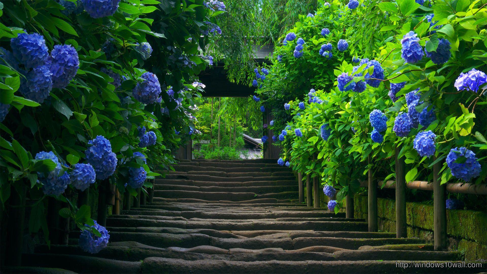 Windows Nature HD Wallpapers - Top Free Windows Nature HD Backgrounds ...