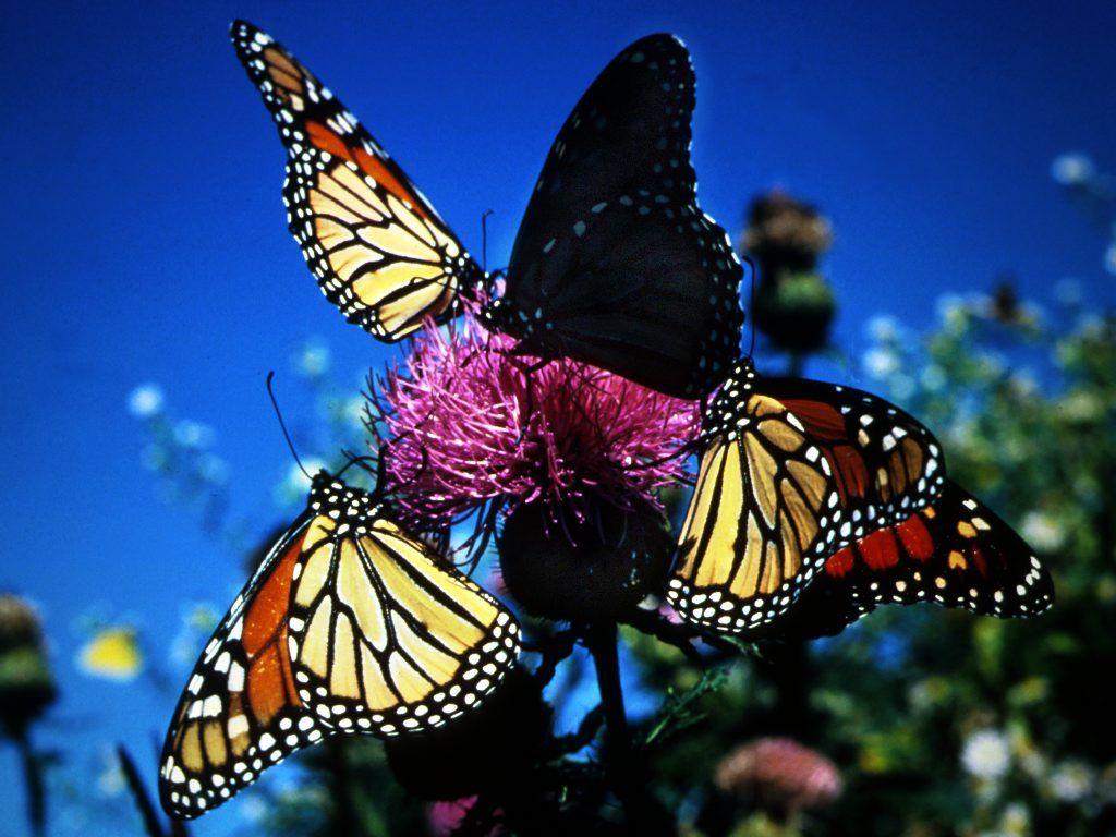 Animated Butterfly HD Wallpapers - Top Free Animated Butterfly HD ...