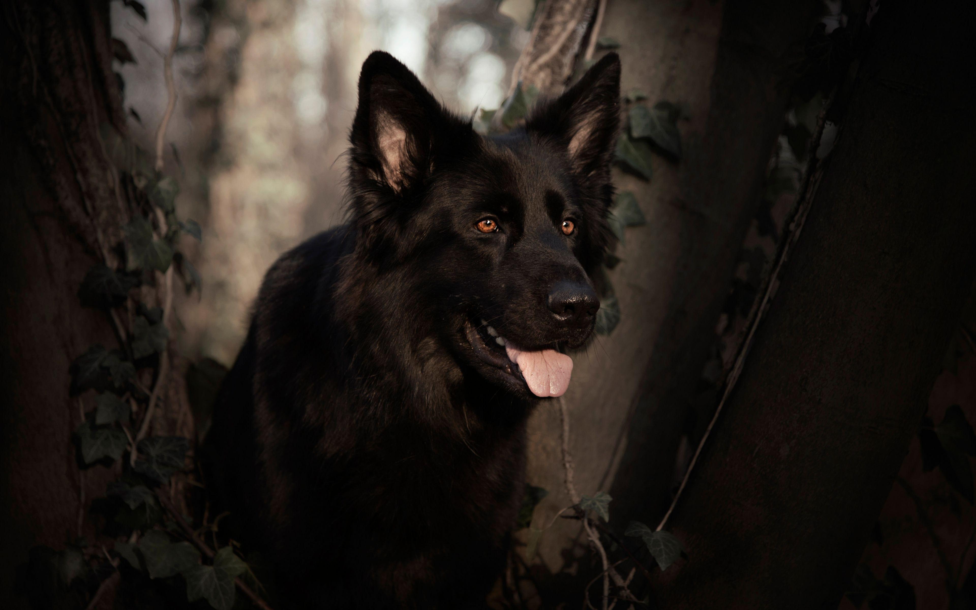 Black German Shepherd Wallpapers - Top Free Black German Shepherd ...