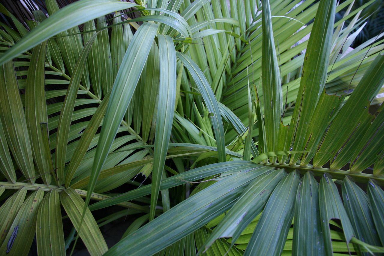 Cute Tropical Flowers Tumblr Wallpapers - Top Free Cute Tropical ...