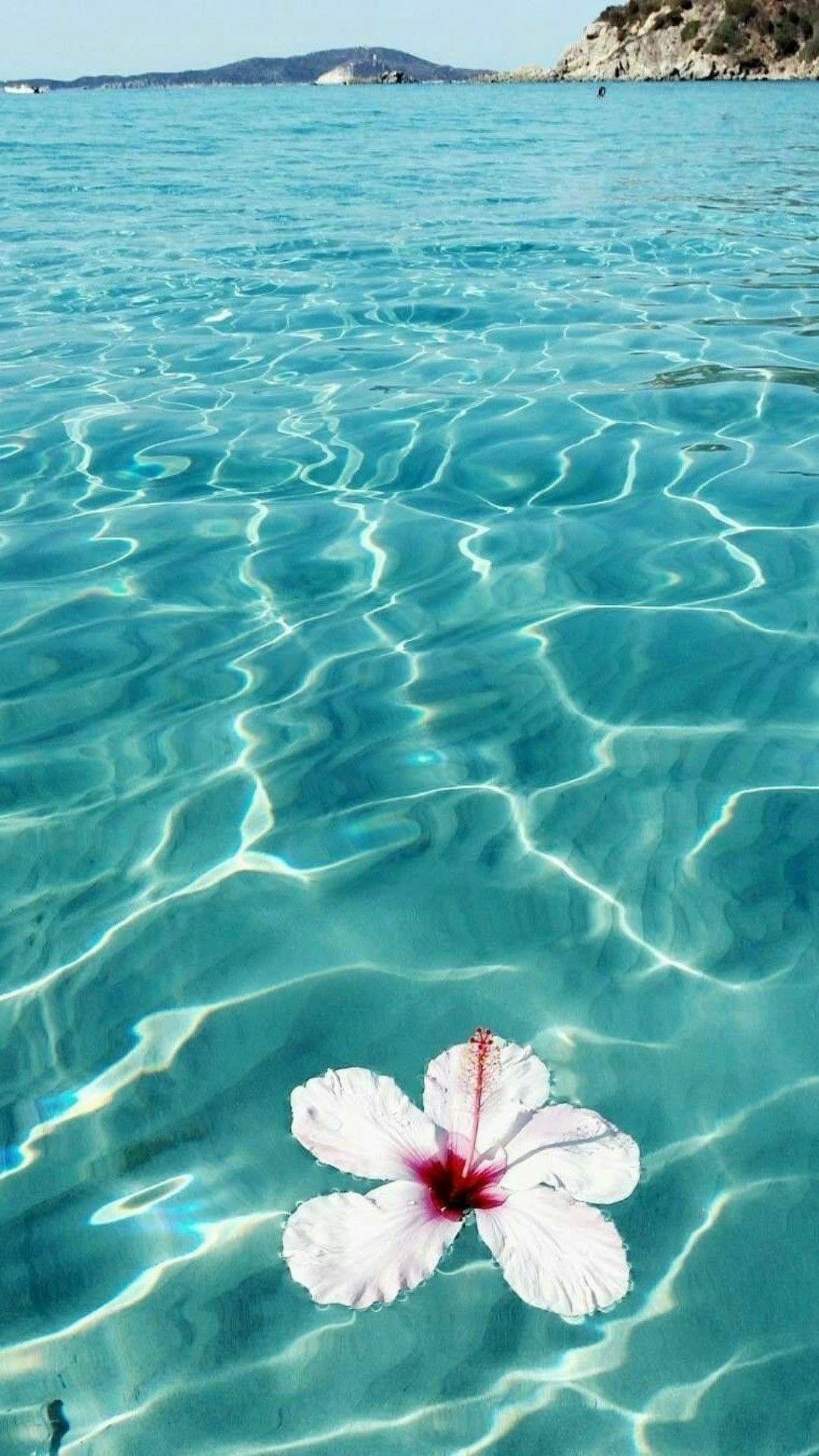 Cute Tropical Flowers Tumblr Wallpapers - Top Free Cute Tropical ...