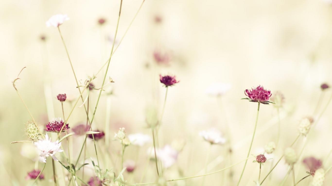 Cute Tropical Flowers Tumblr Wallpapers - Top Free Cute Tropical ...