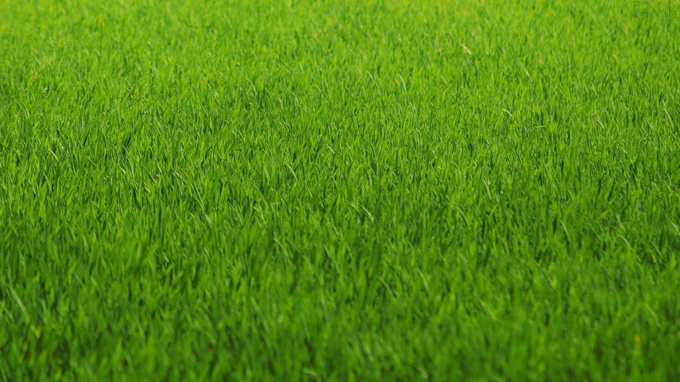 Grass HD Wallpapers - Top Free Grass HD Backgrounds - WallpaperAccess