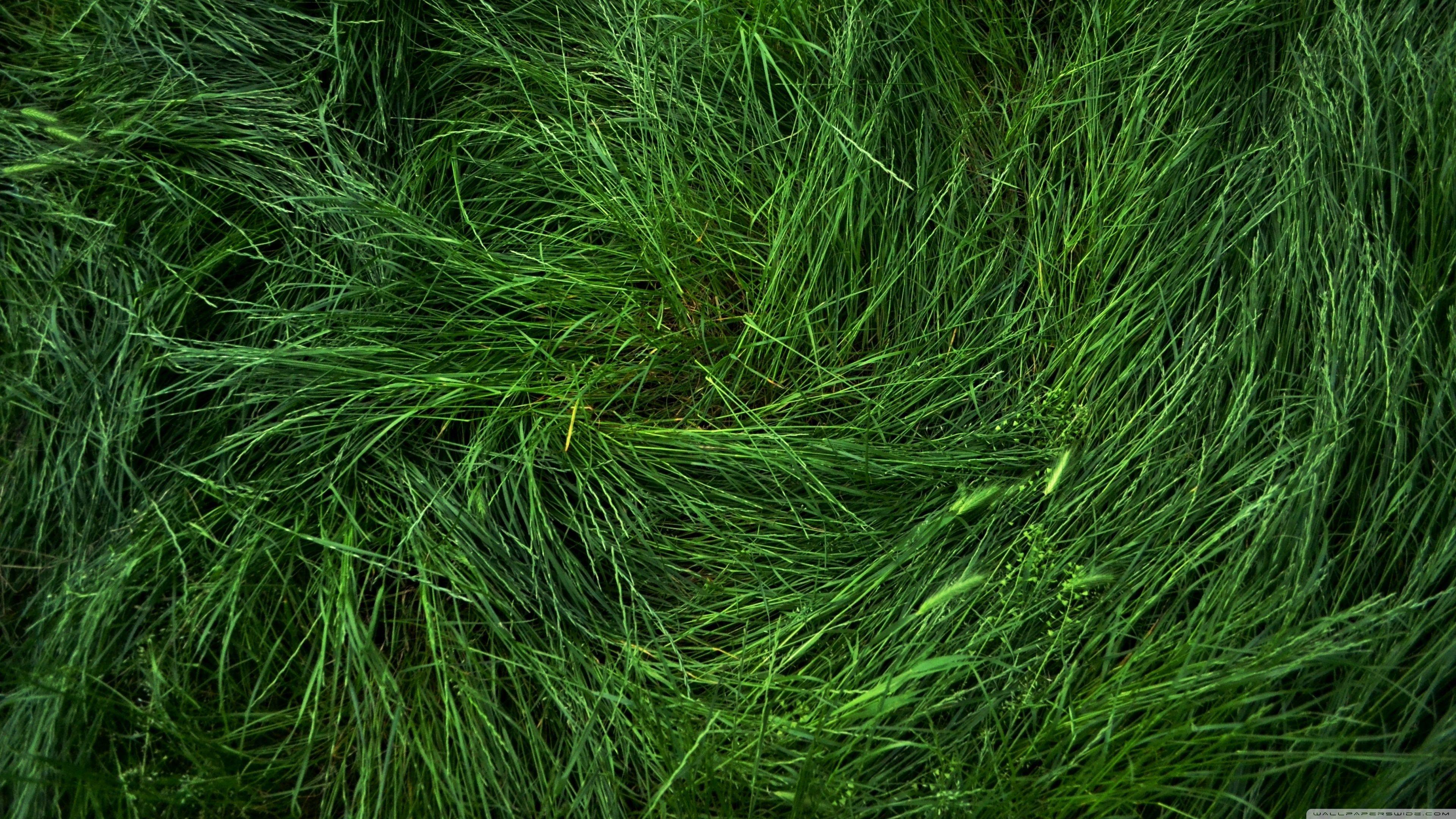 Grass HD Wallpapers - Top Free Grass HD Backgrounds - WallpaperAccess