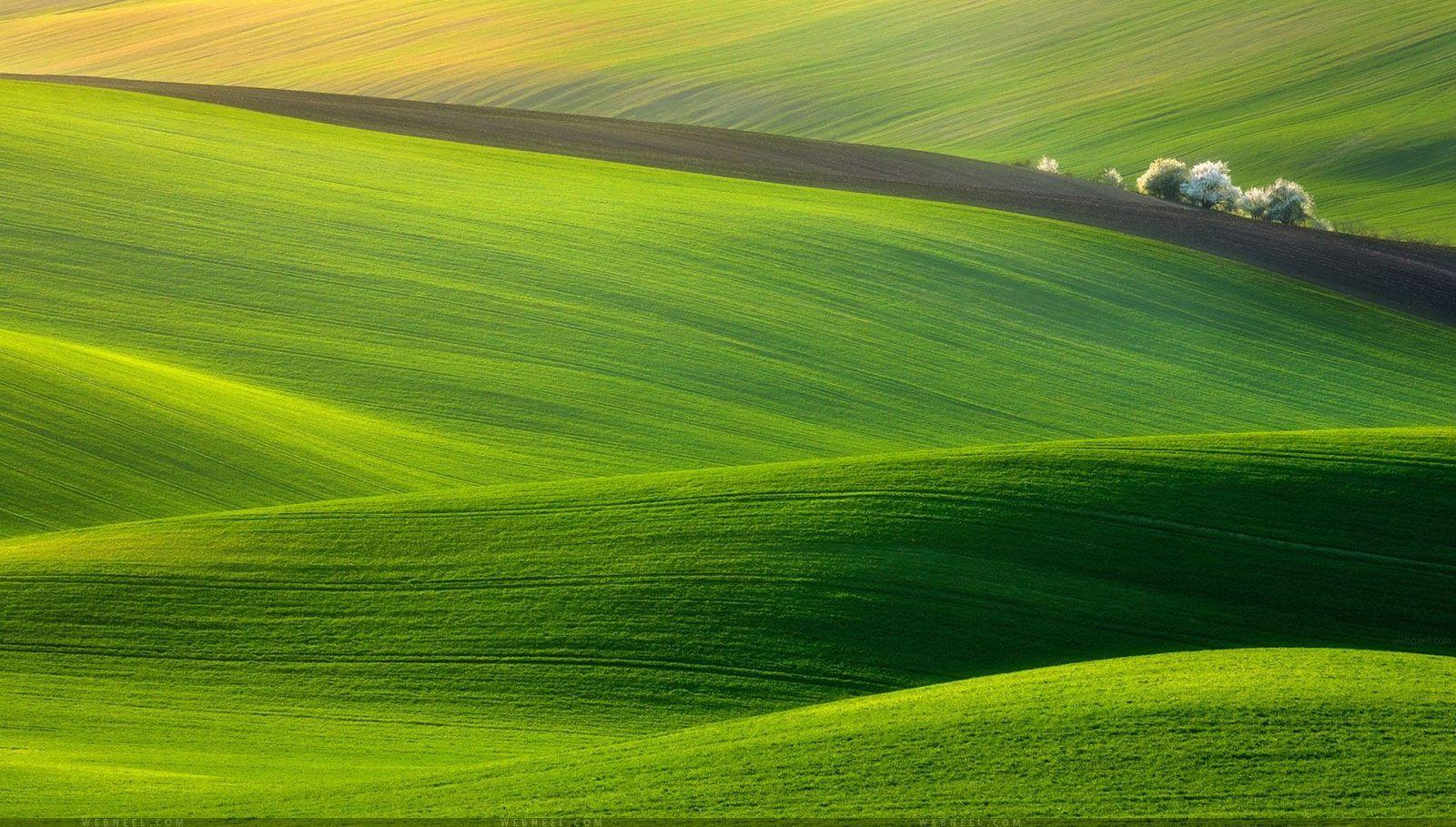 Grass HD Wallpapers - Top Free Grass HD Backgrounds - WallpaperAccess