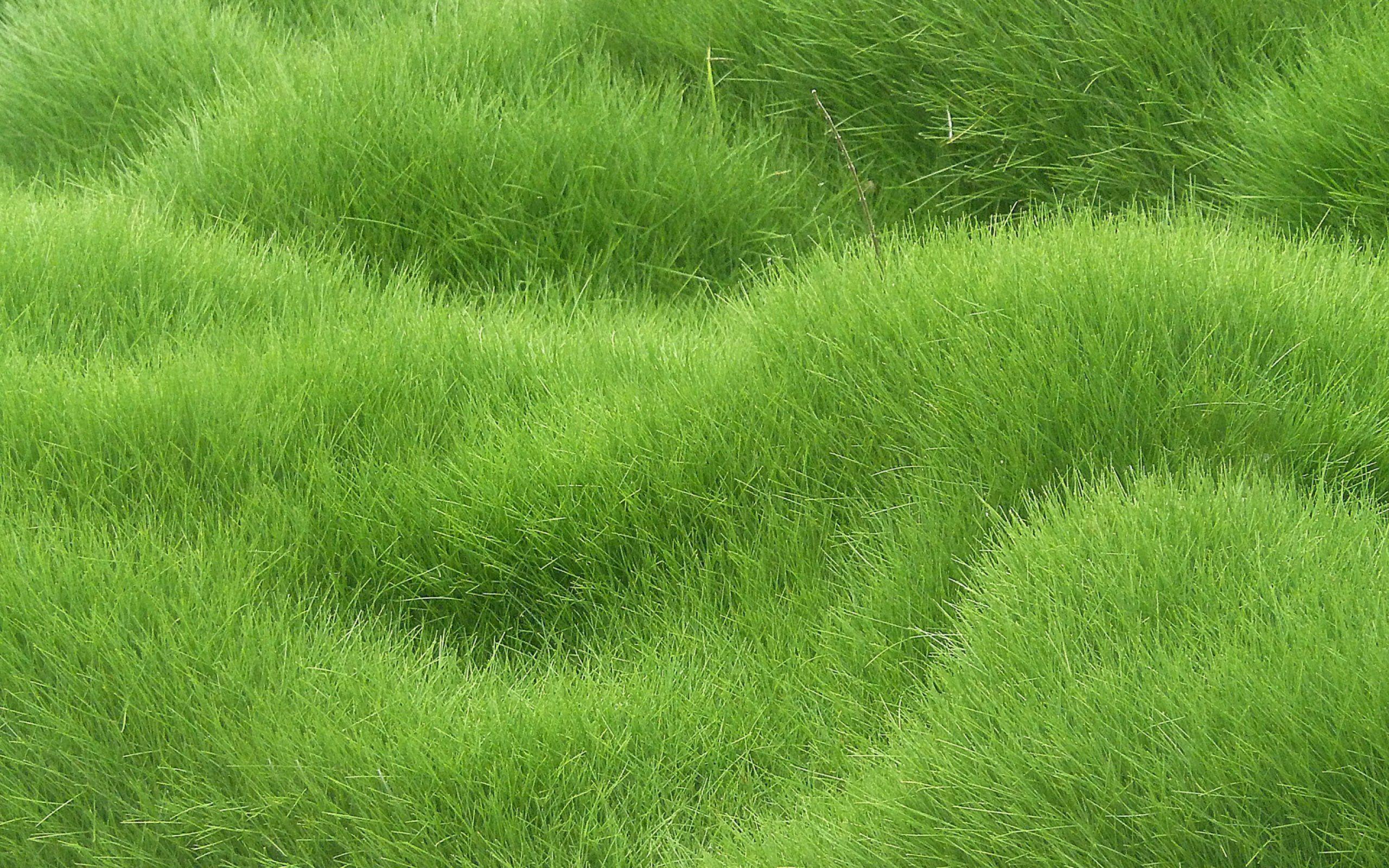 Grass HD Wallpapers - Top Free Grass HD Backgrounds - WallpaperAccess