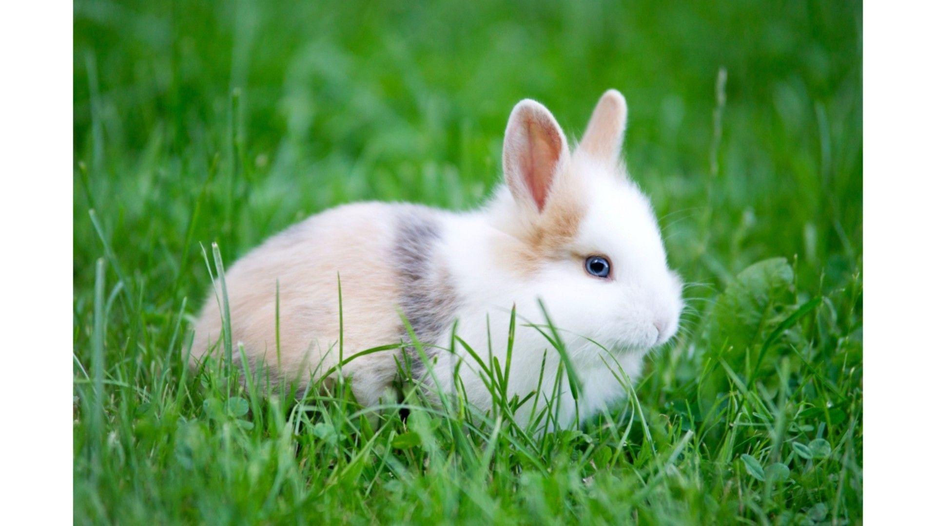 Cute Bunny 4K Wallpapers - Top Free Cute Bunny 4K Backgrounds ...