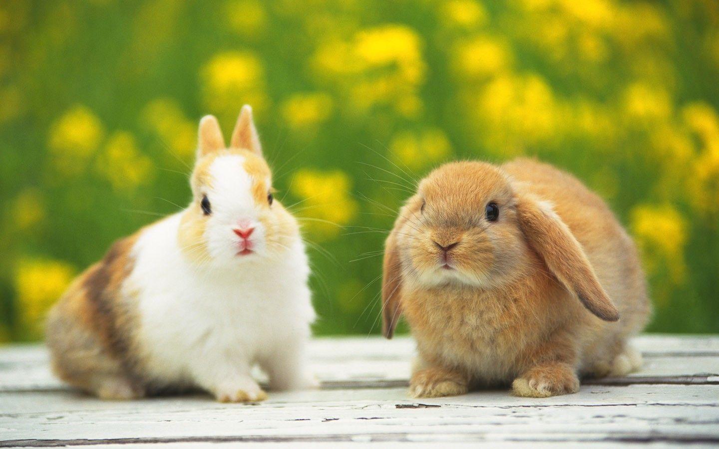 Cute Bunny 4K Wallpapers - Top Free Cute Bunny 4K Backgrounds ...